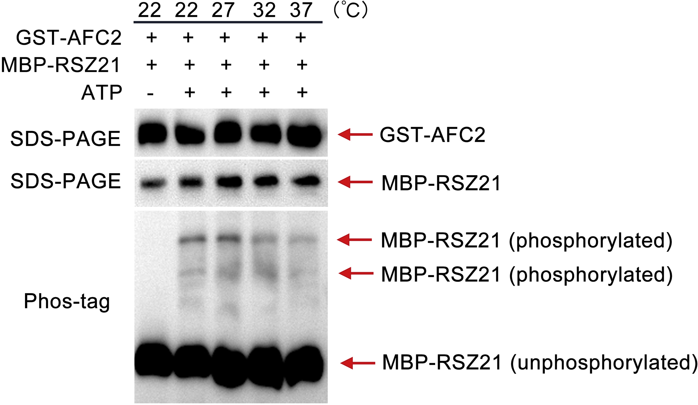 Cell Press: STAR Protocols