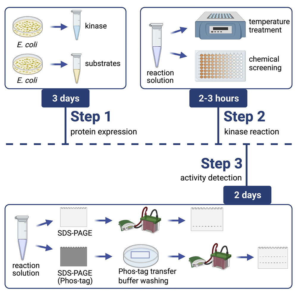Cell Press: STAR Protocols