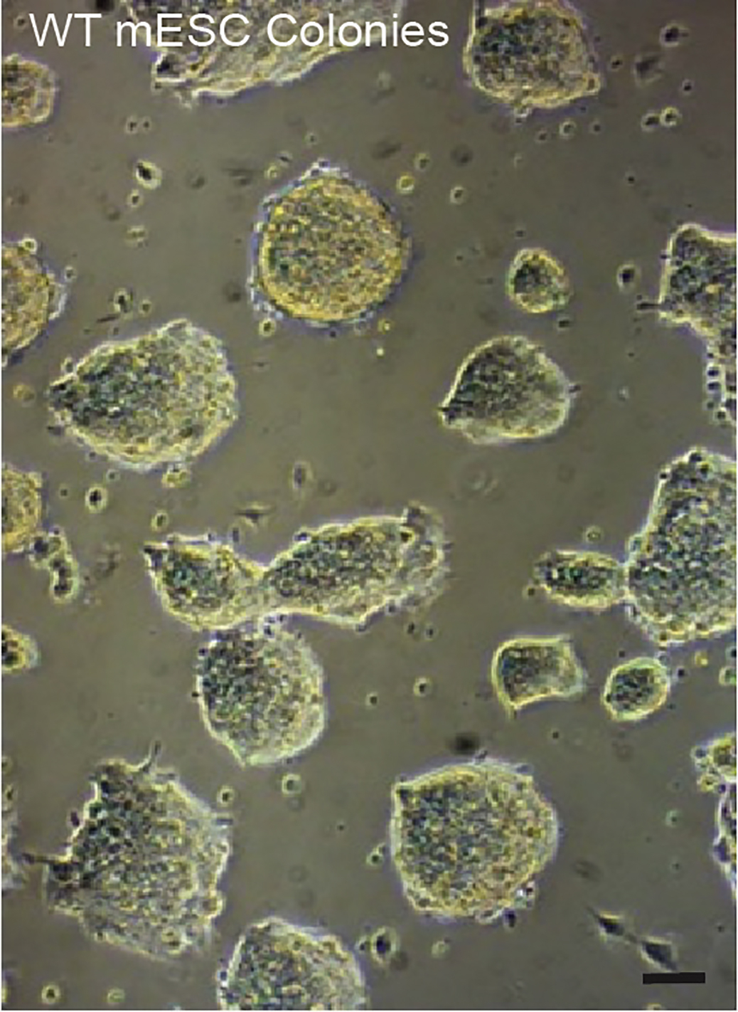 Cell Press: STAR Protocols