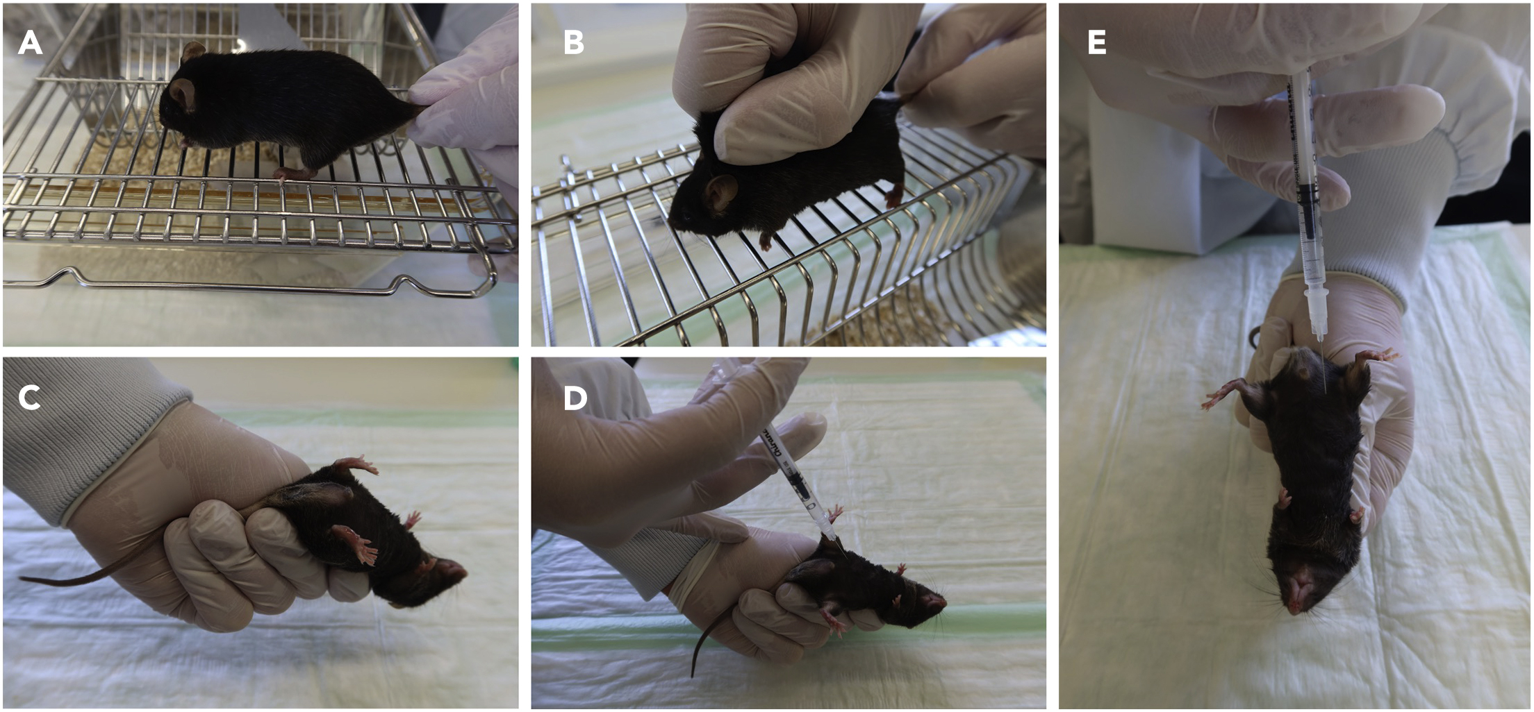 Cell Press: STAR Protocols