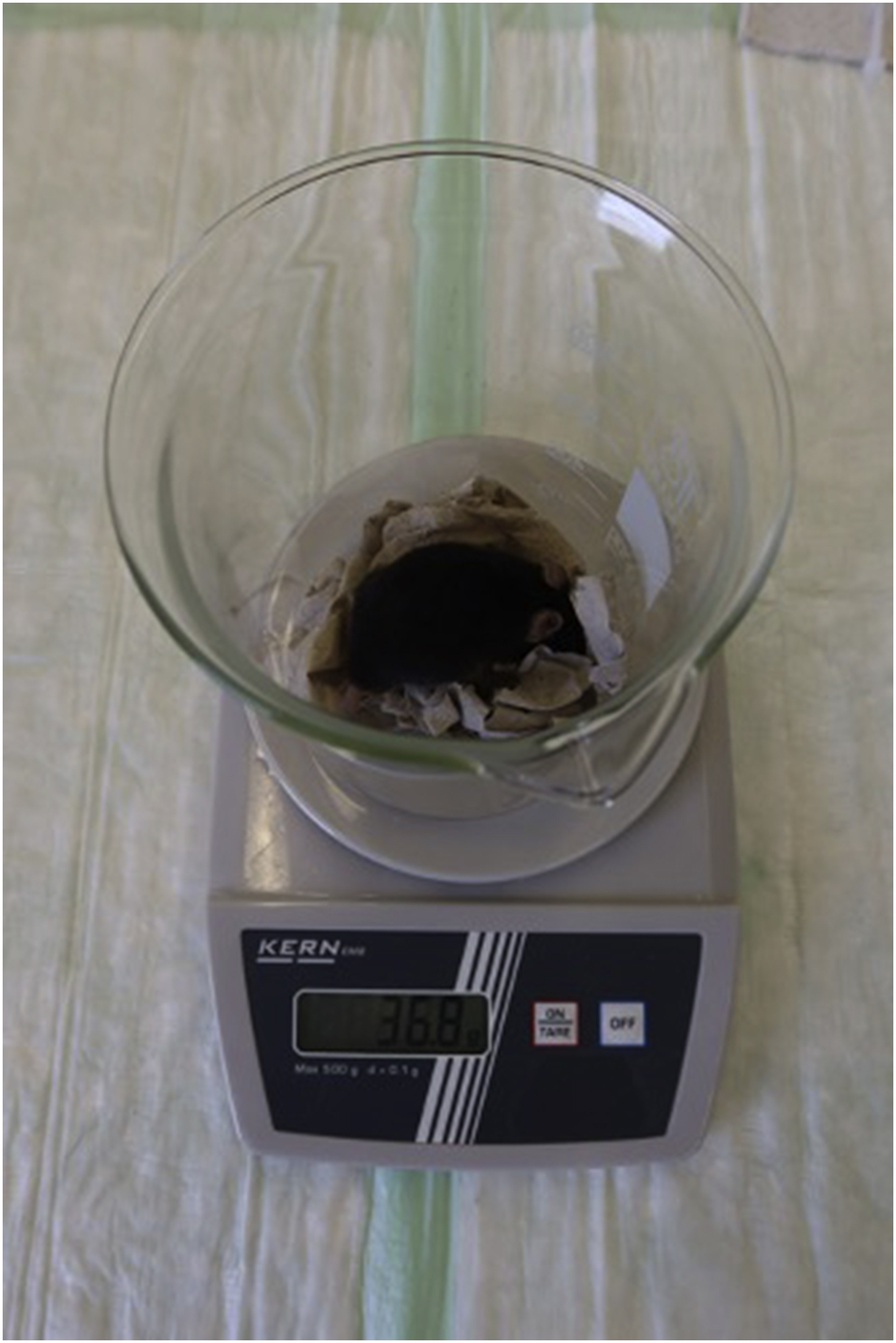 Cell Press: STAR Protocols