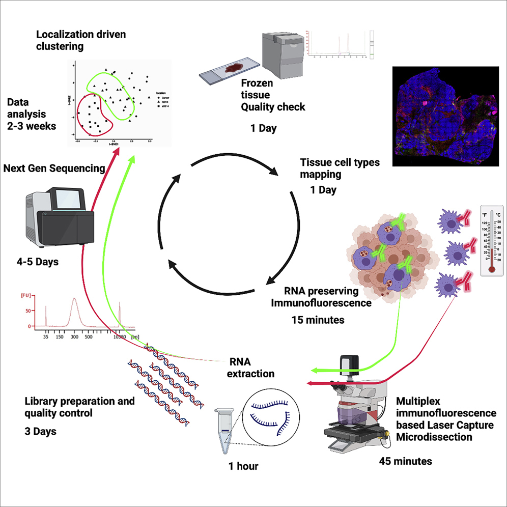 Cell Press: STAR Protocols