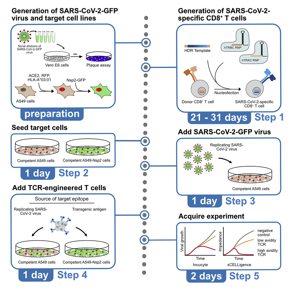 Cell Press: STAR Protocols