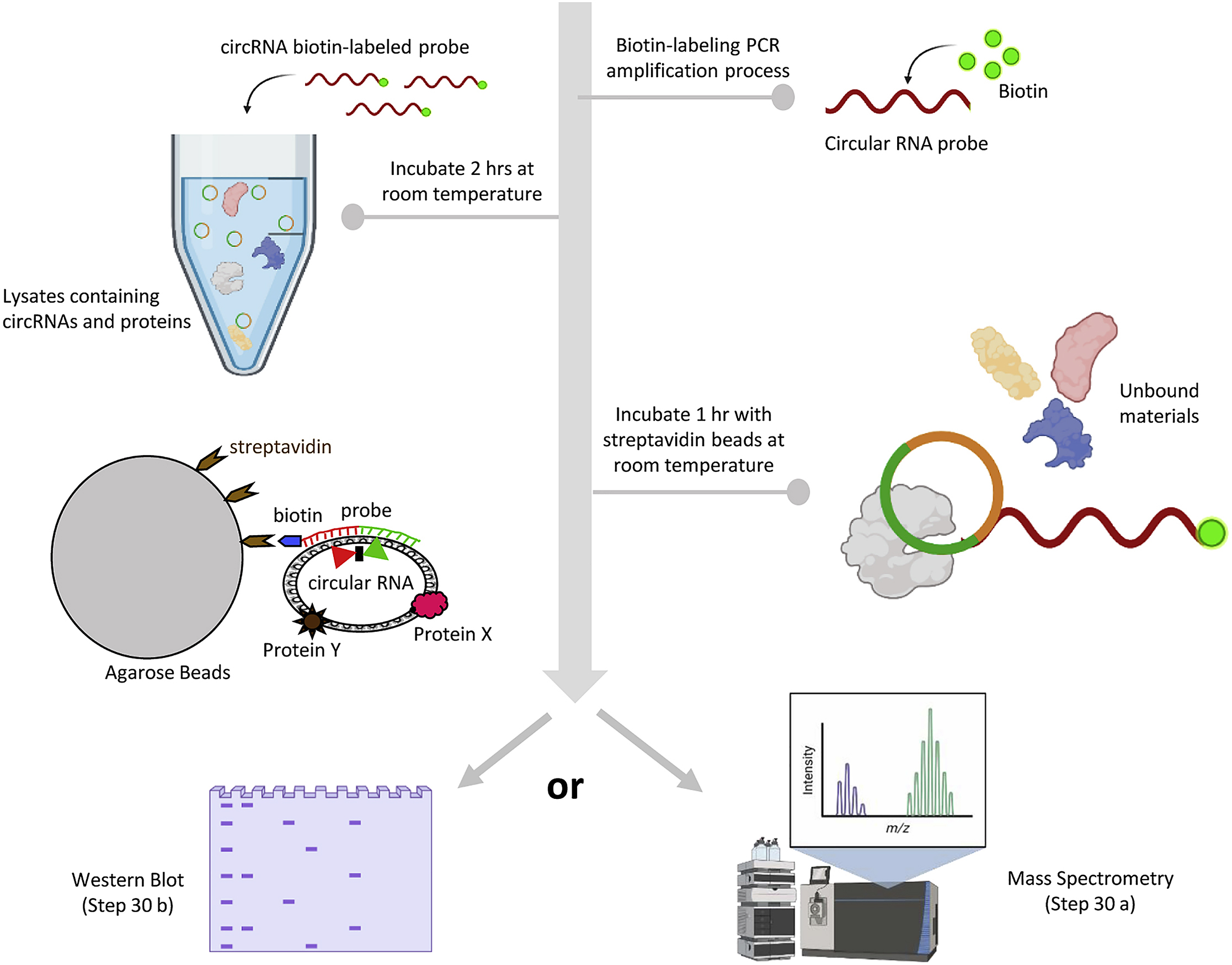 Cell Press: STAR Protocols