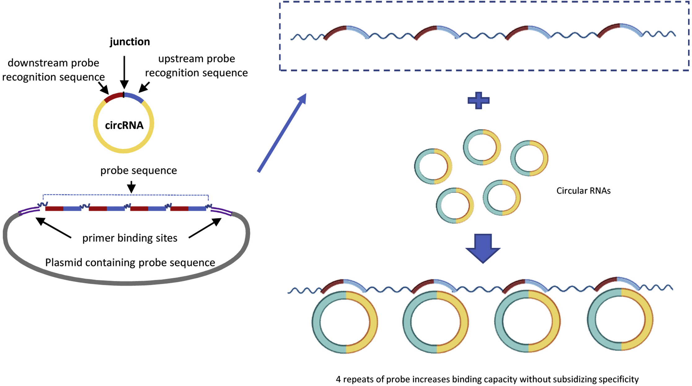 Cell Press: STAR Protocols