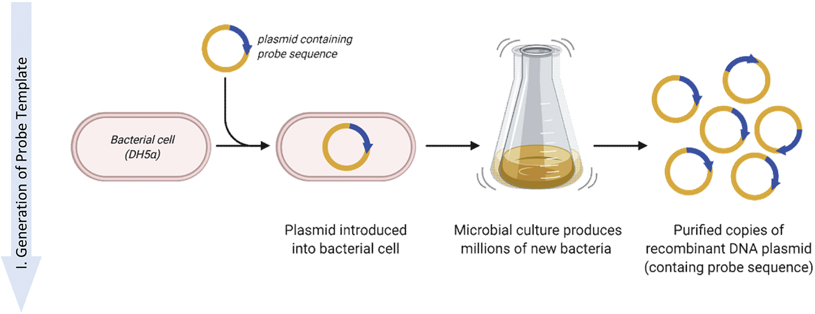 Cell Press: STAR Protocols