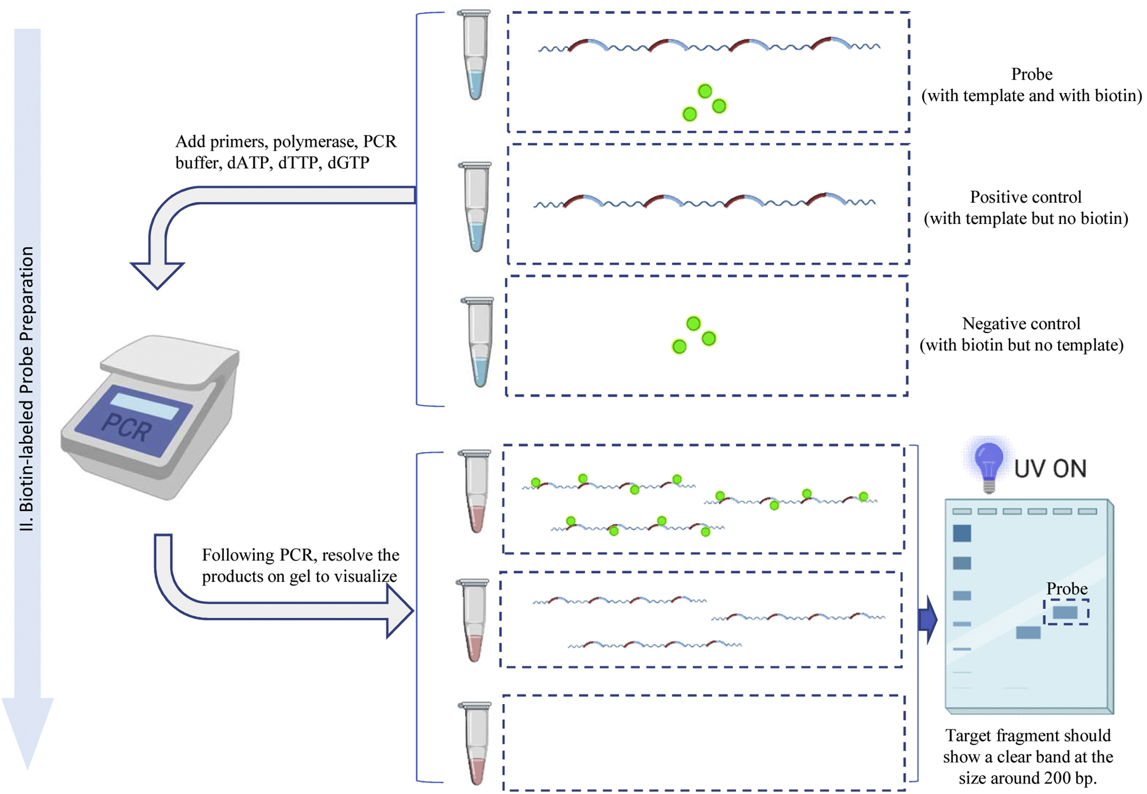 Cell Press: STAR Protocols
