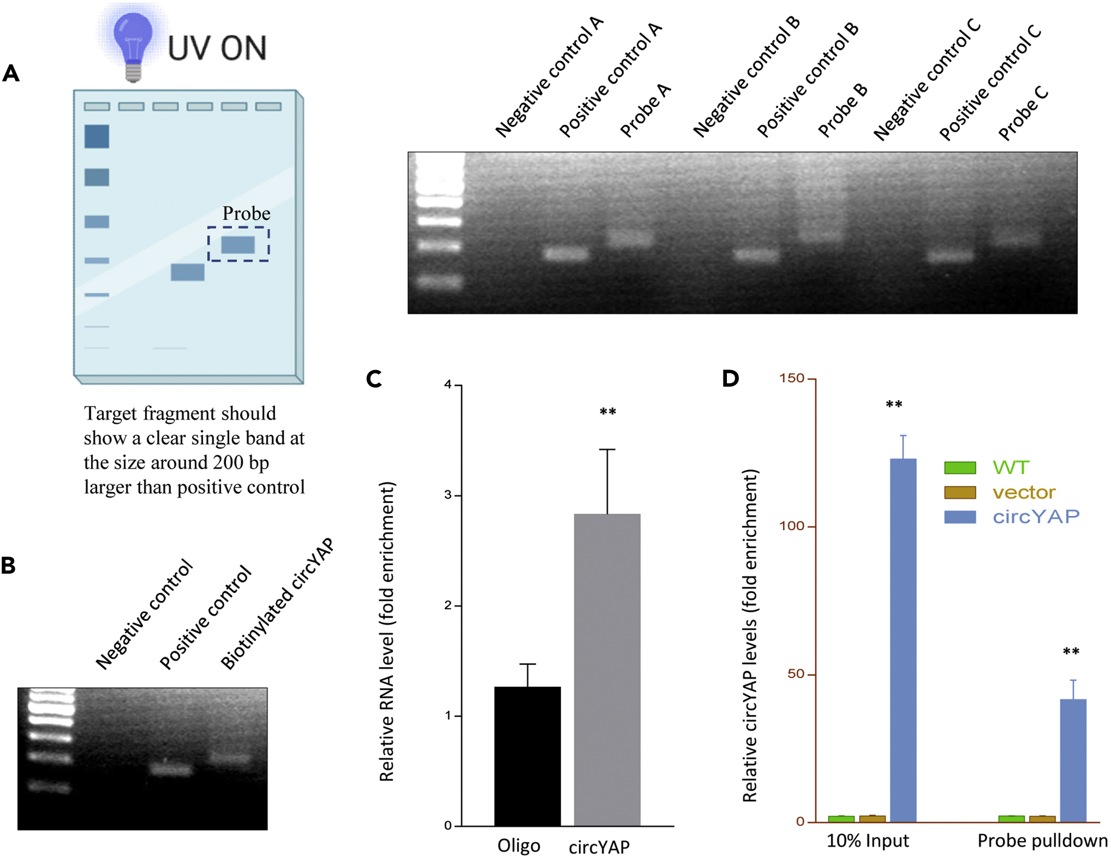 Cell Press: STAR Protocols