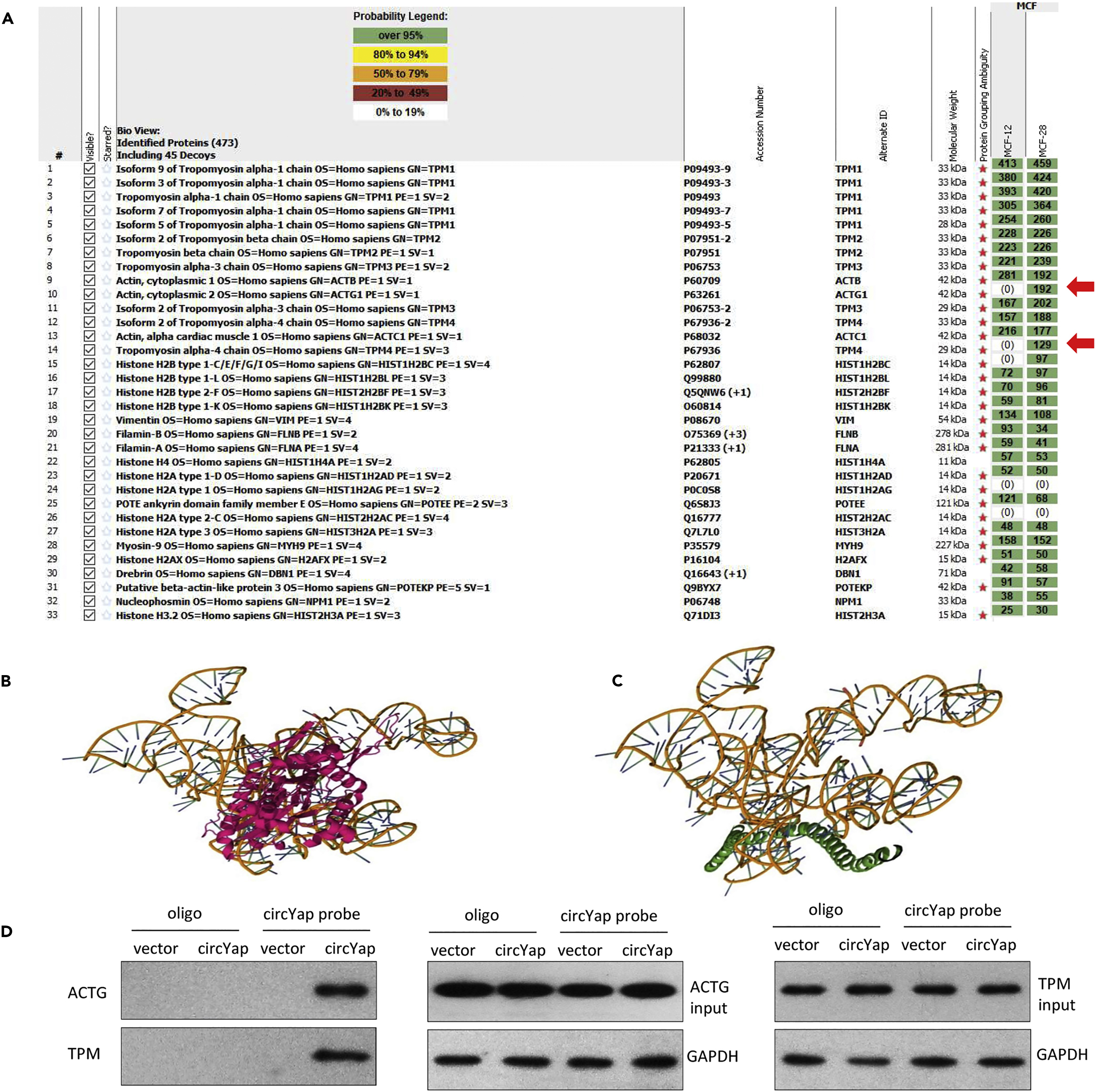 Cell Press: STAR Protocols
