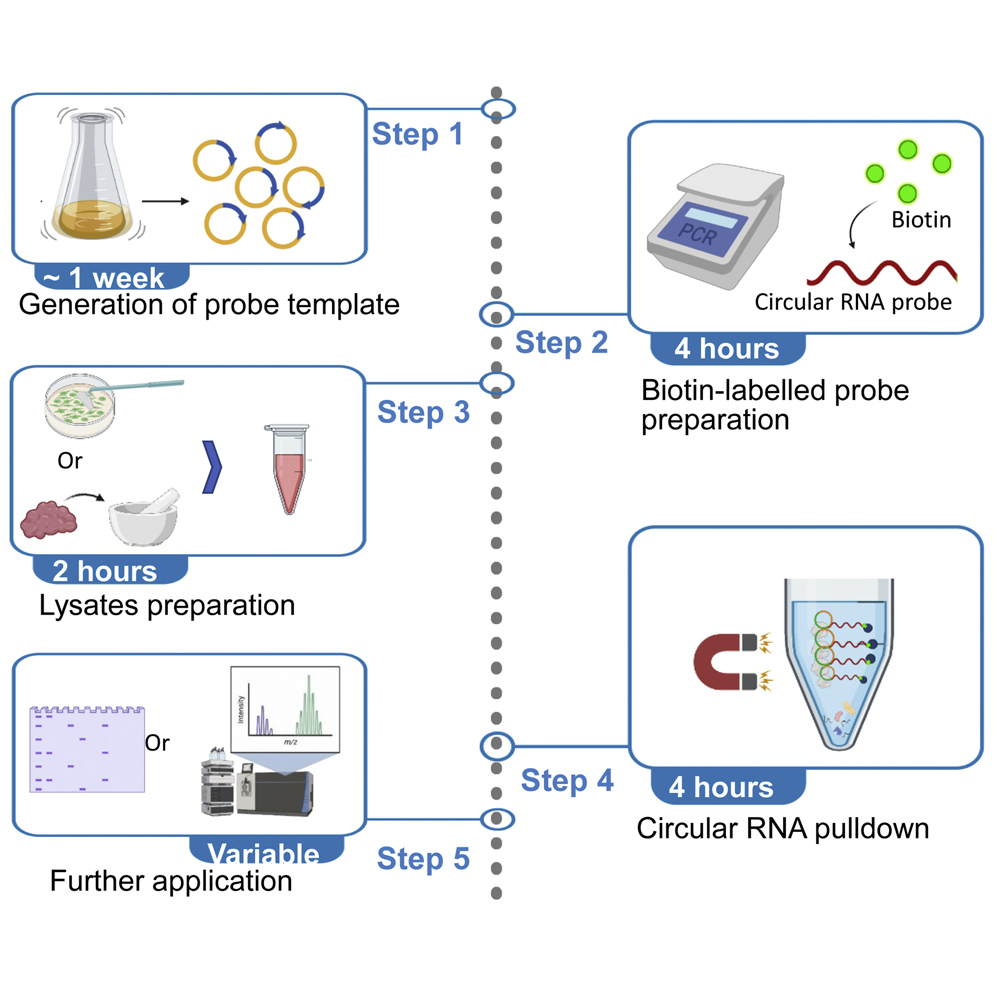 Cell Press: STAR Protocols