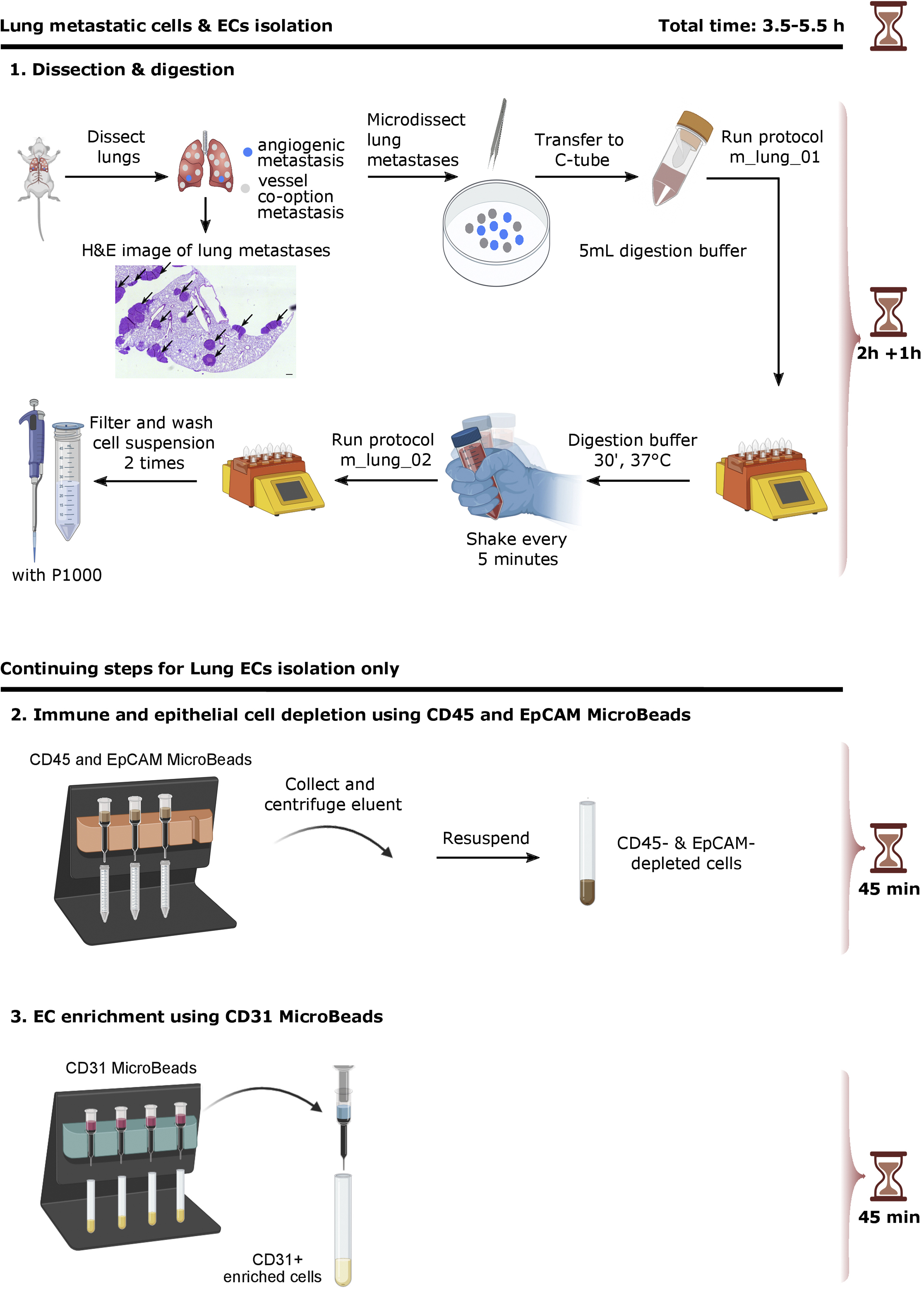Cell Press: STAR Protocols