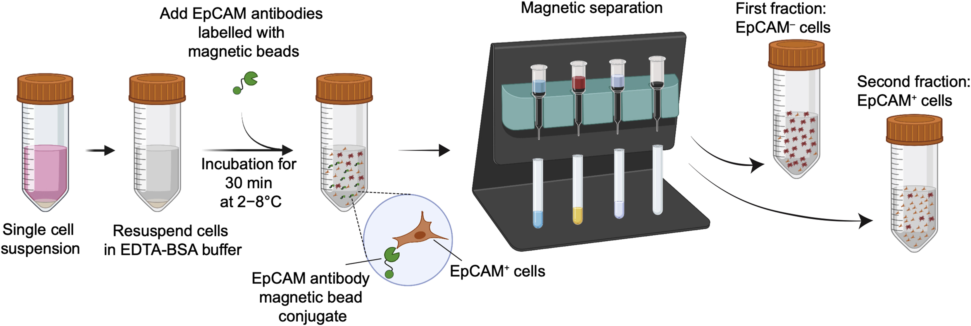 Cell Press: STAR Protocols