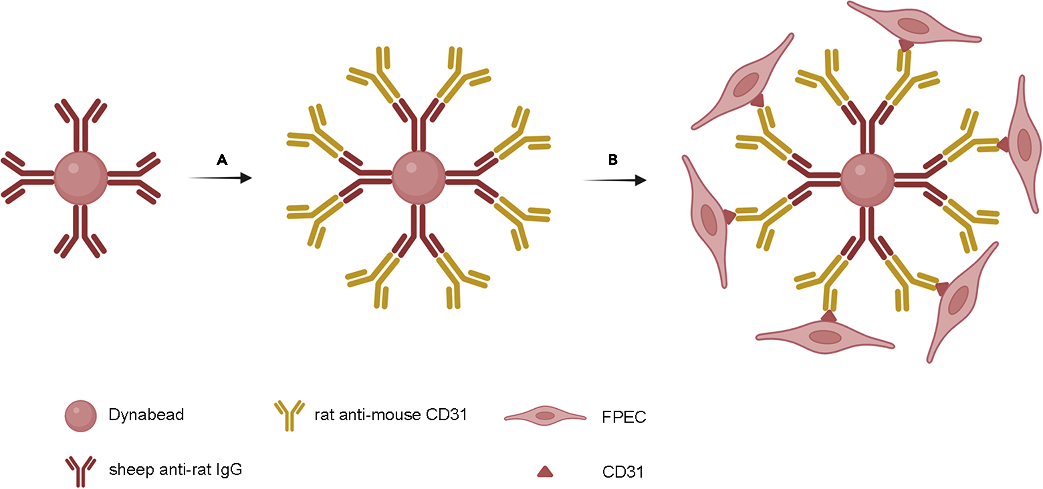 Cell Press: STAR Protocols