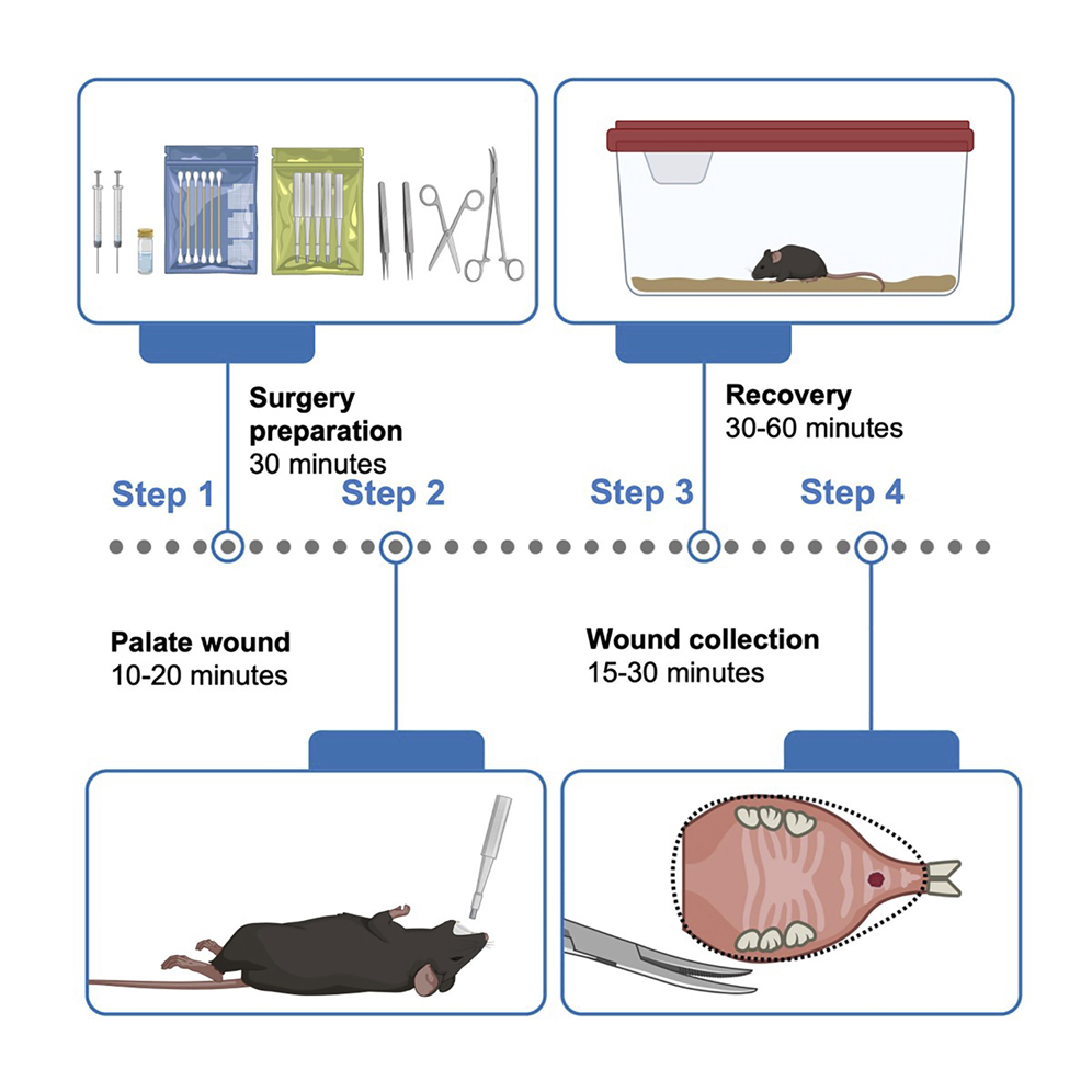 Cell Press: STAR Protocols