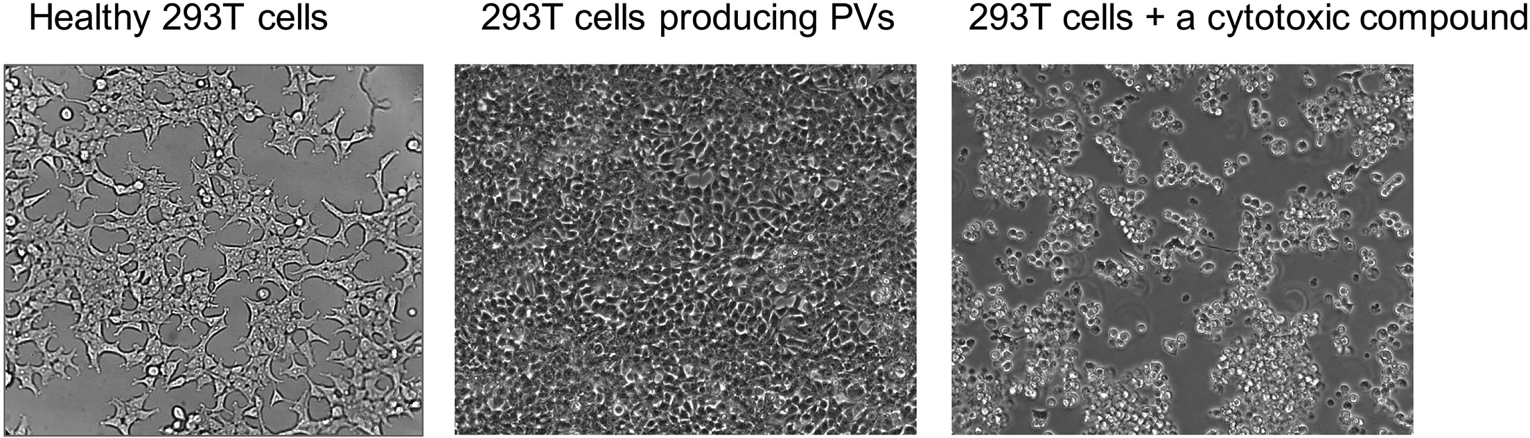 Cell Press: STAR Protocols