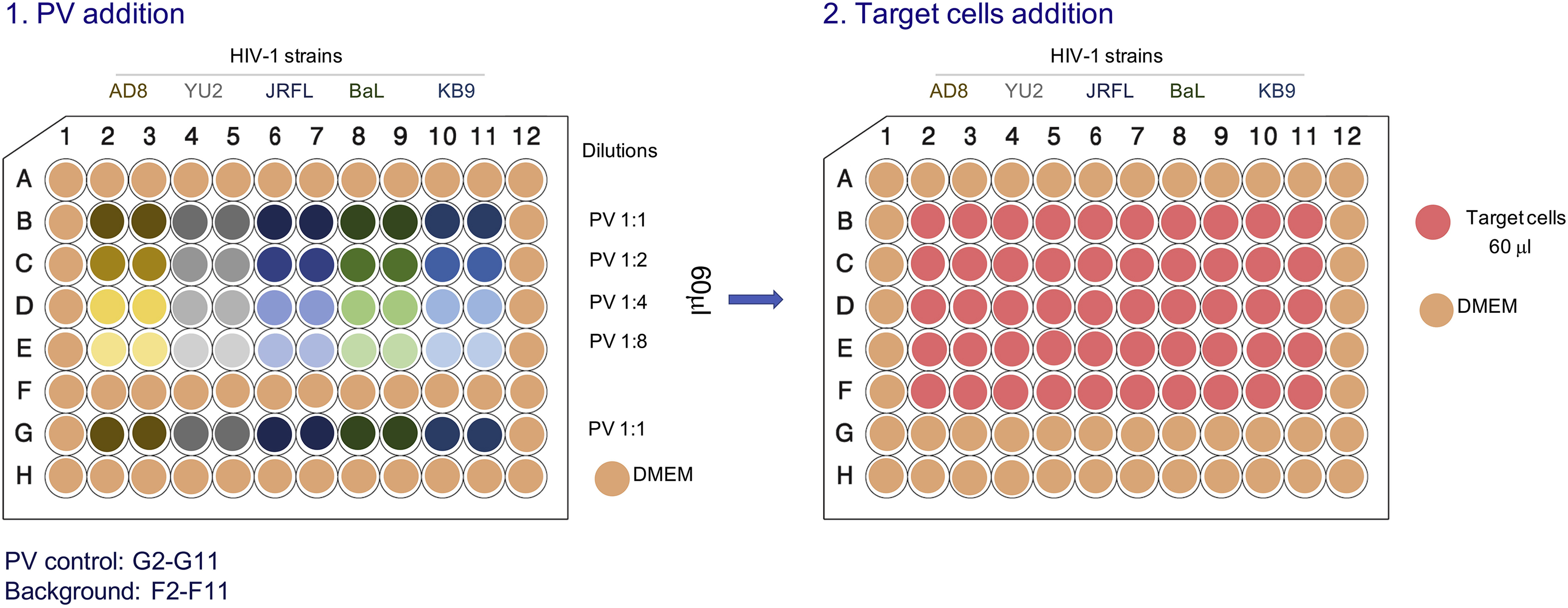 Cell Press: STAR Protocols