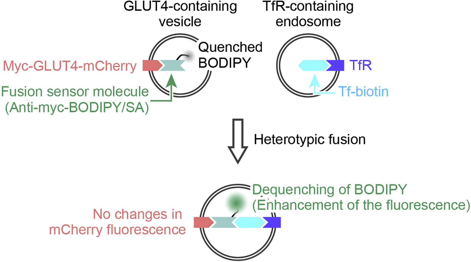 Cell Press: STAR Protocols