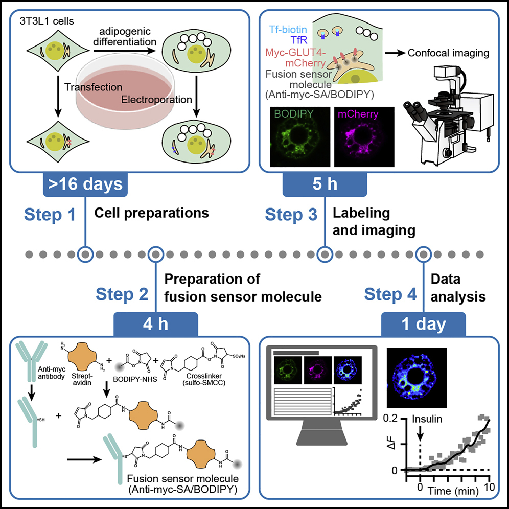 Cell Press: STAR Protocols