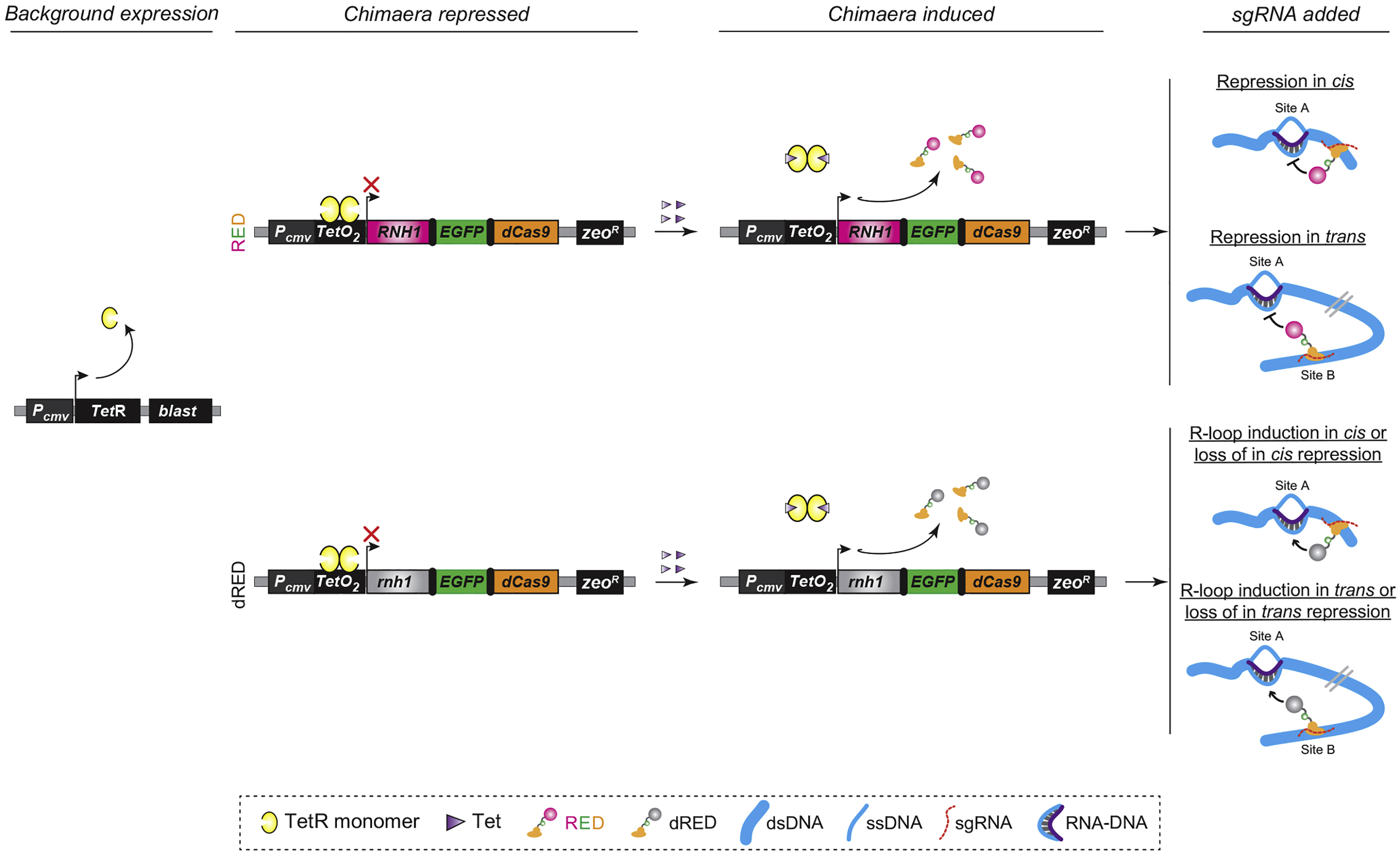 Cell Press: STAR Protocols
