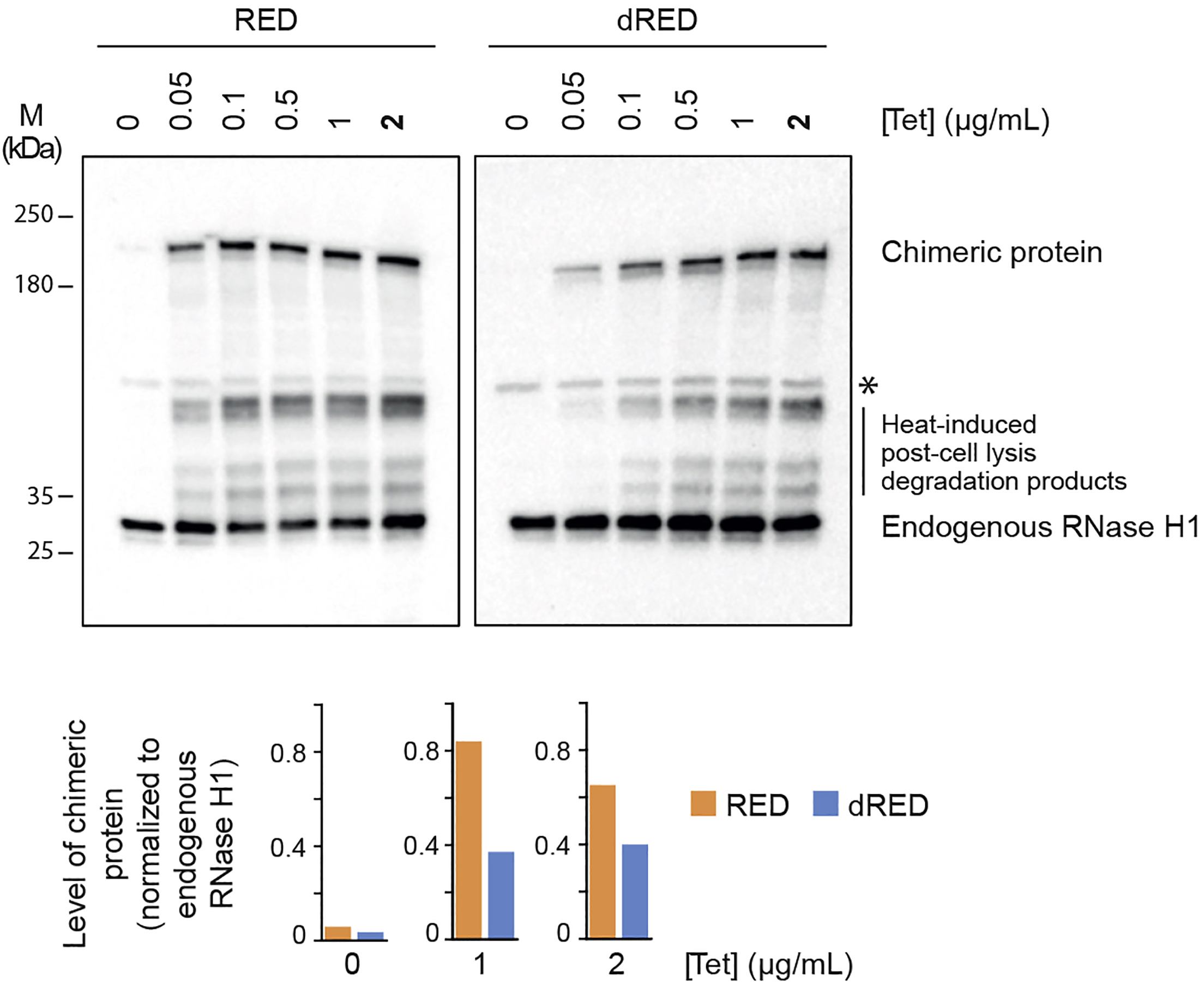 Cell Press: STAR Protocols