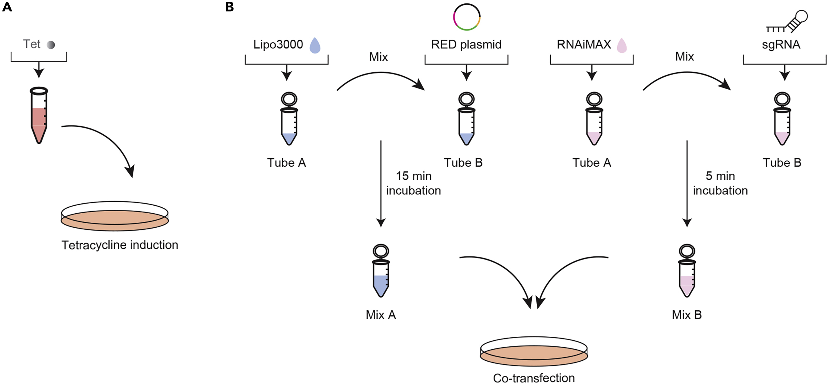 Cell Press: STAR Protocols