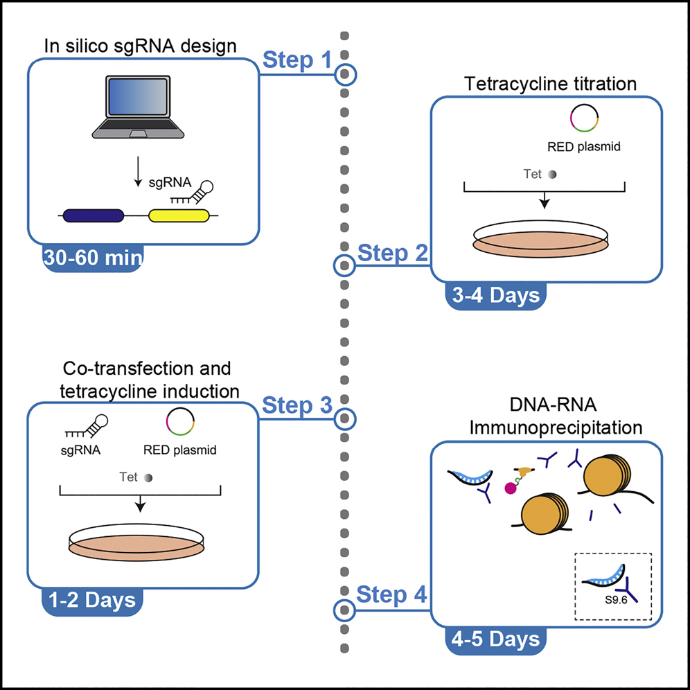 Cell Press: STAR Protocols