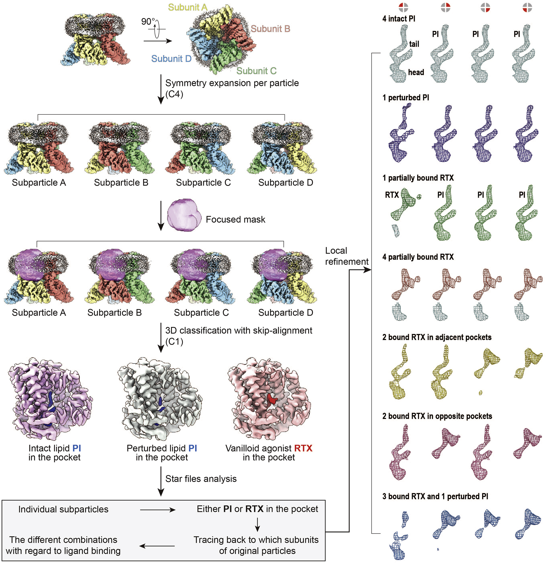 Cell Press: STAR Protocols