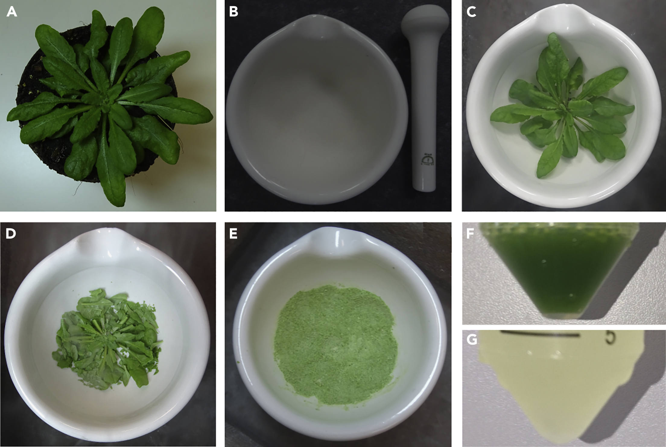 Cell Press: STAR Protocols