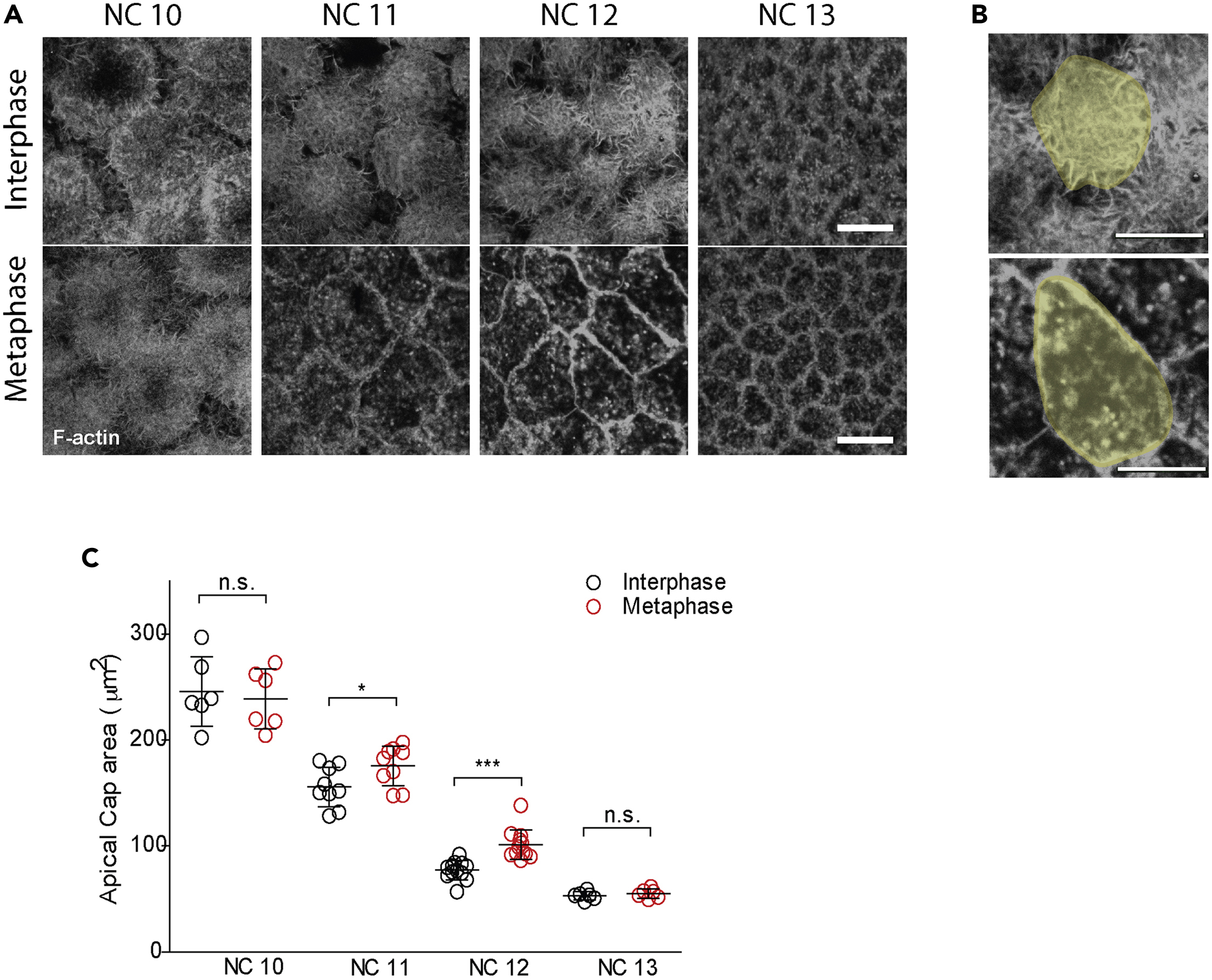 Cell Press: STAR Protocols