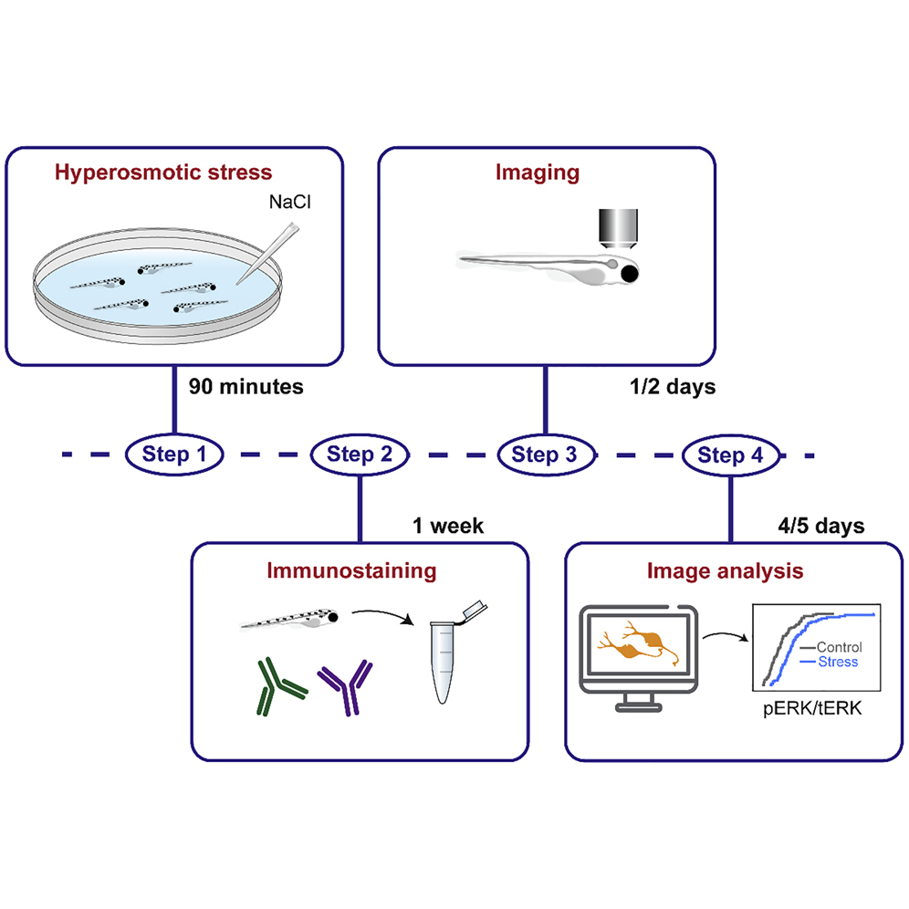 Cell Press: STAR Protocols