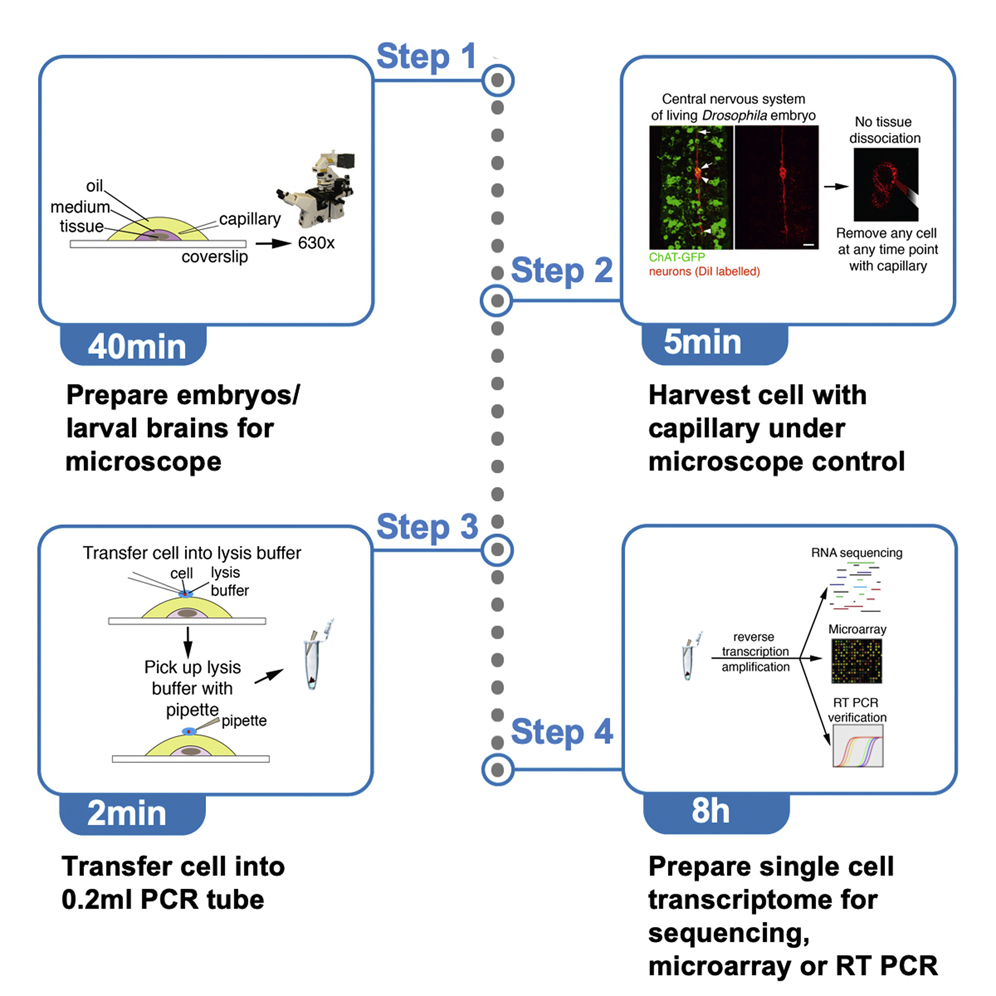 Cell Press: STAR Protocols