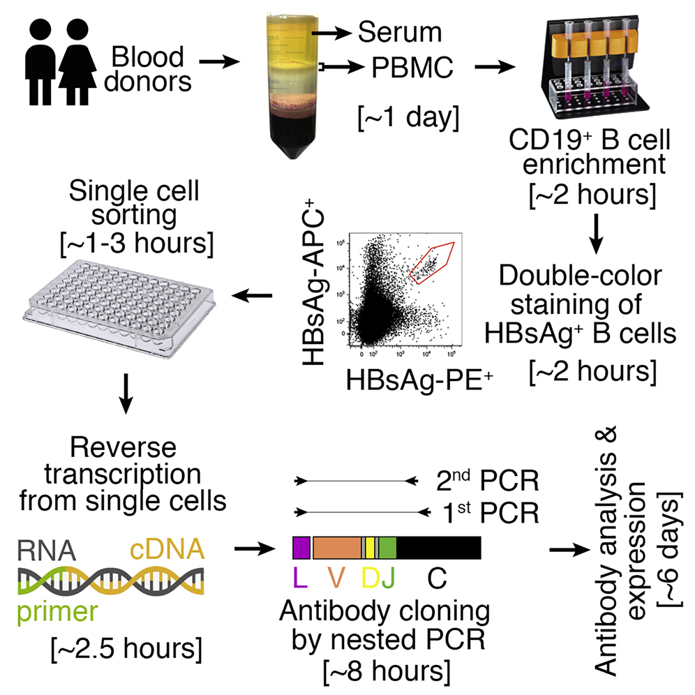 Cell Press: STAR Protocols