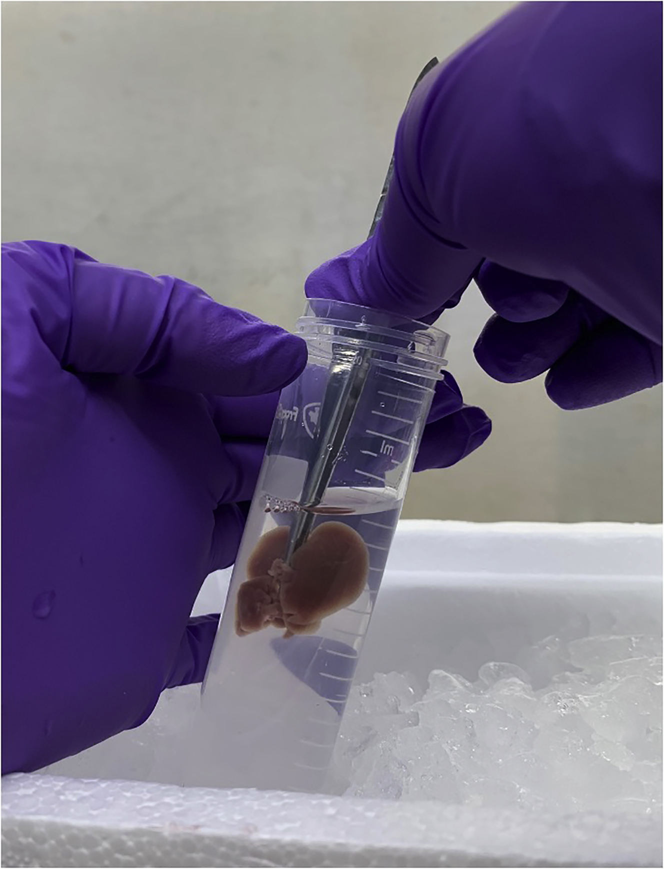 Cell Press: STAR Protocols