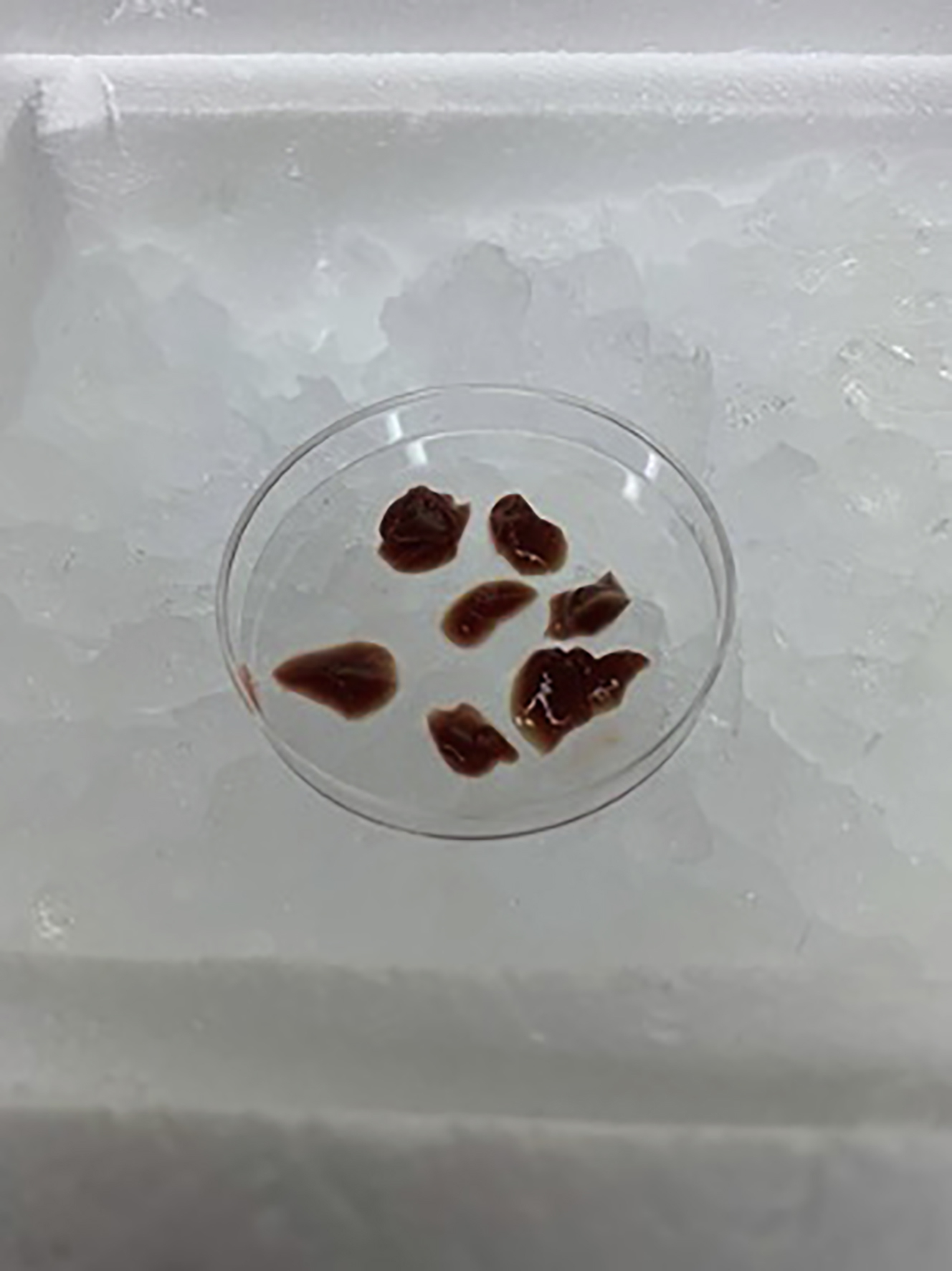 Cell Press: STAR Protocols