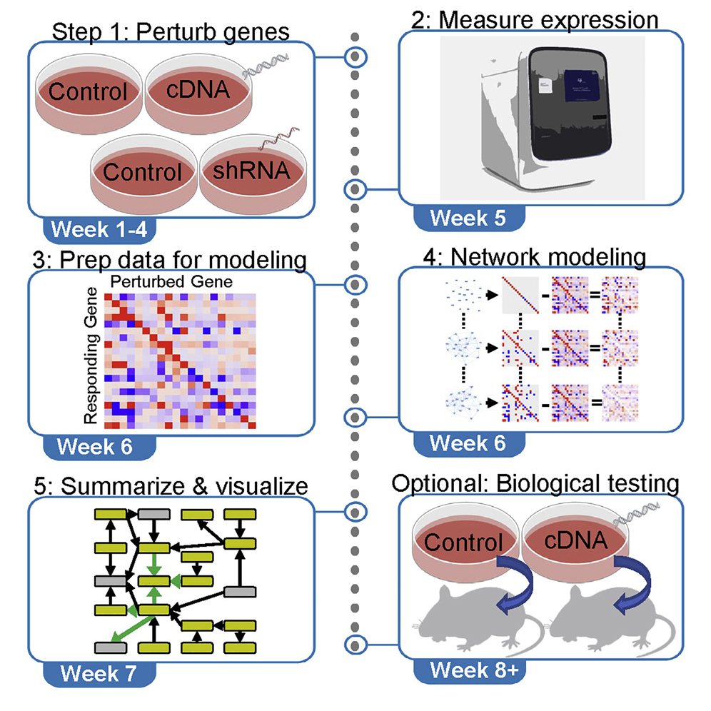 Cell Press: STAR Protocols