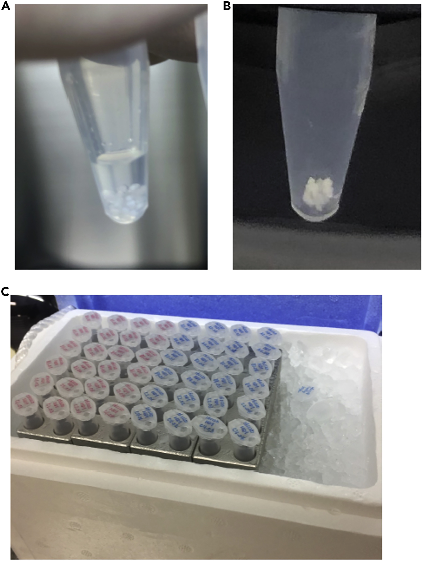 Cell Press: STAR Protocols