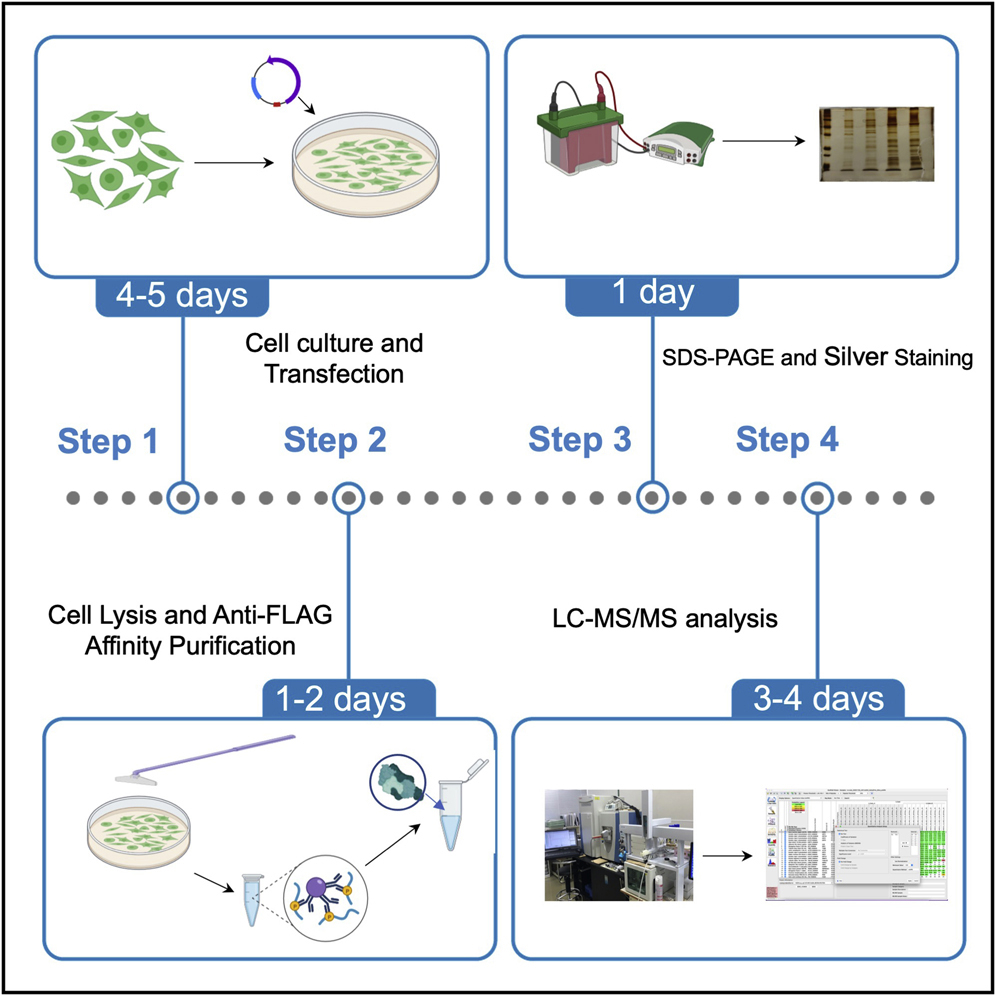 Cell Press: STAR Protocols