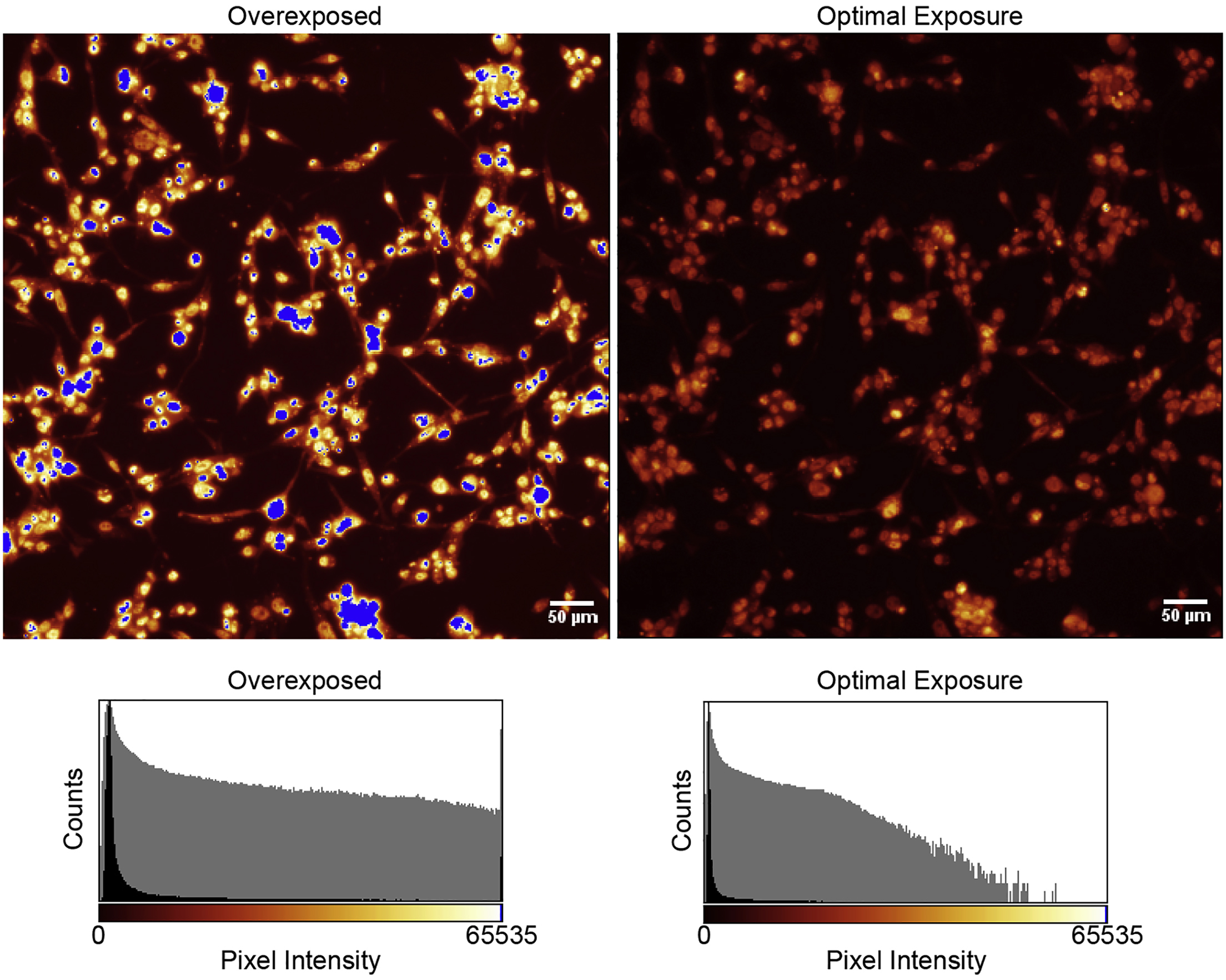 Cell Press: STAR Protocols