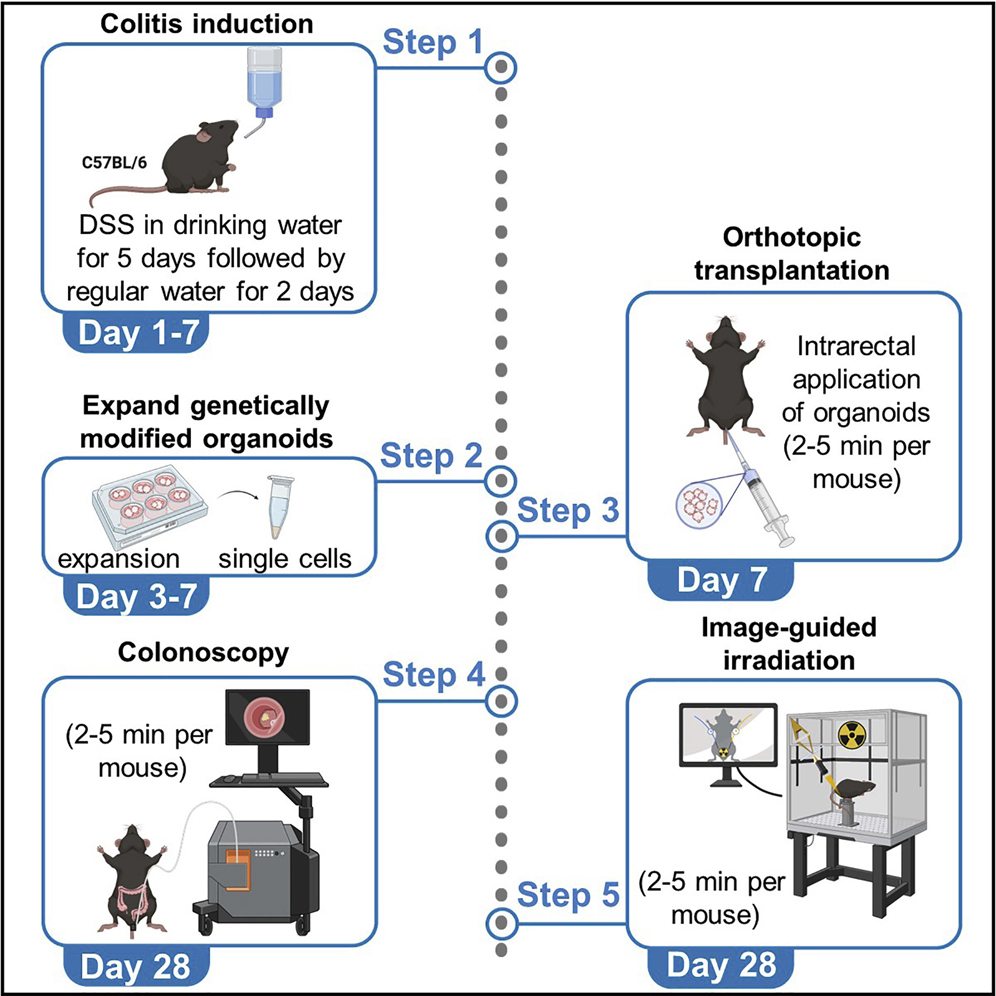 Cell Press: STAR Protocols