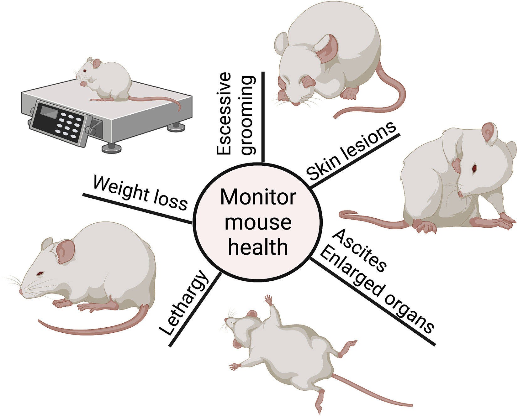 Cell Press: STAR Protocols