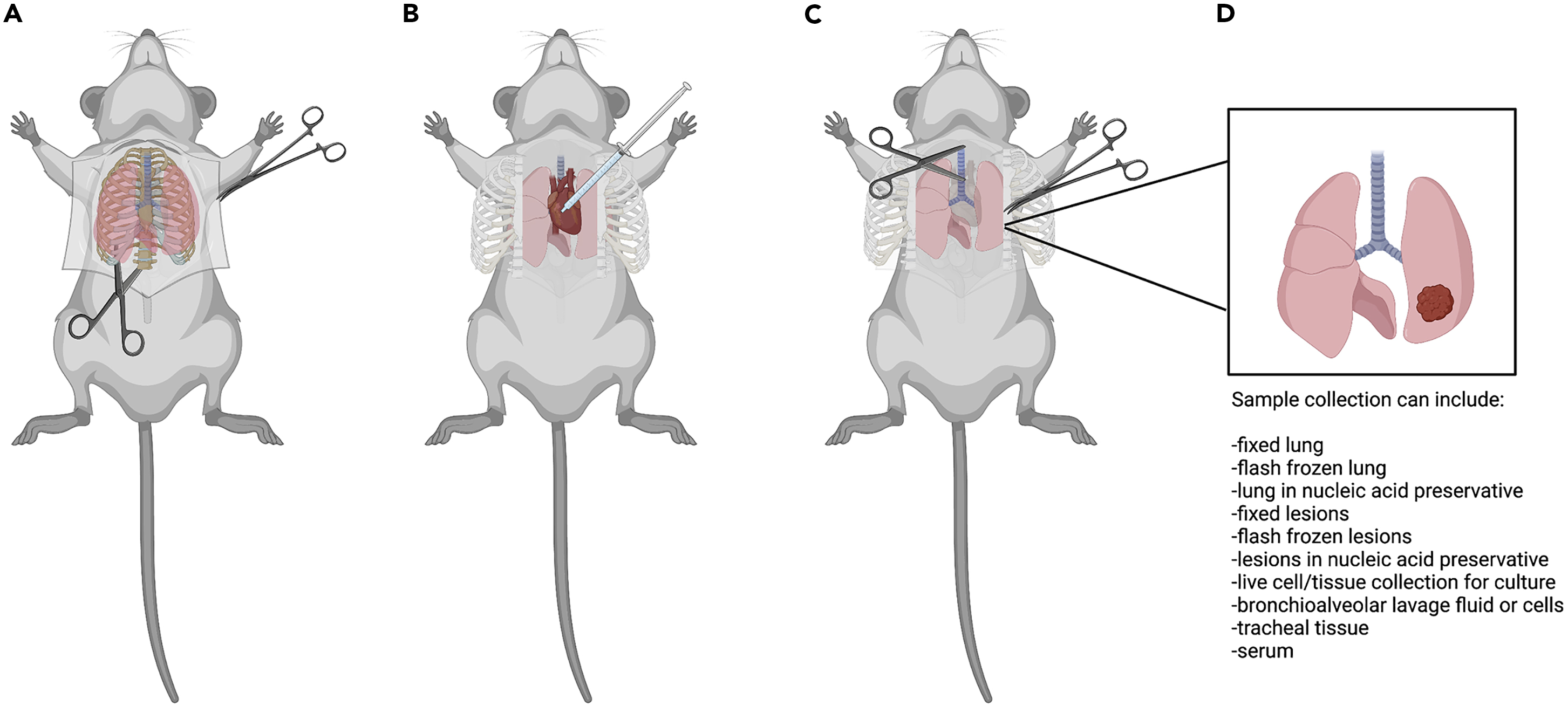 Cell Press: STAR Protocols