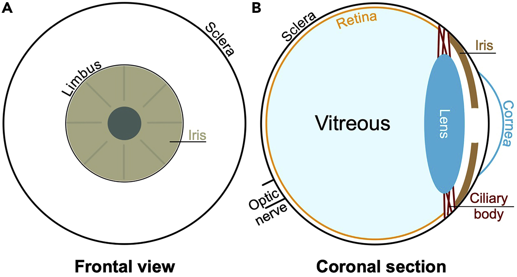 Cell Press: STAR Protocols