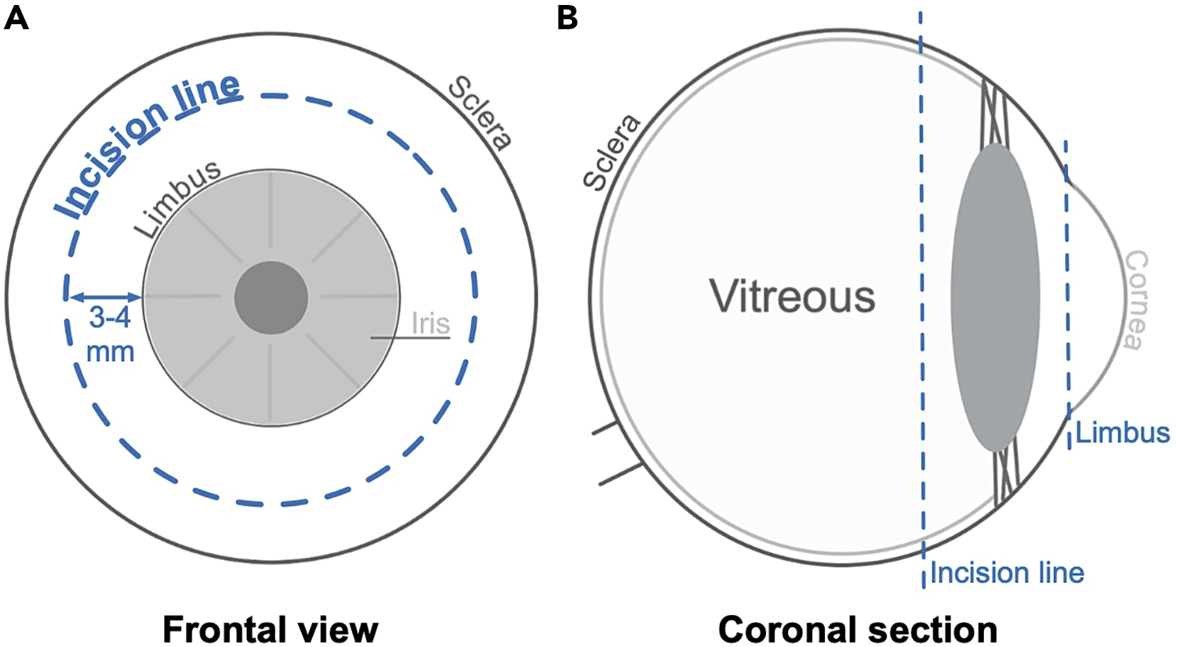 Cell Press: STAR Protocols