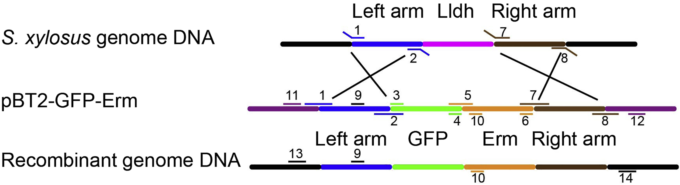 Cell Press: STAR Protocols