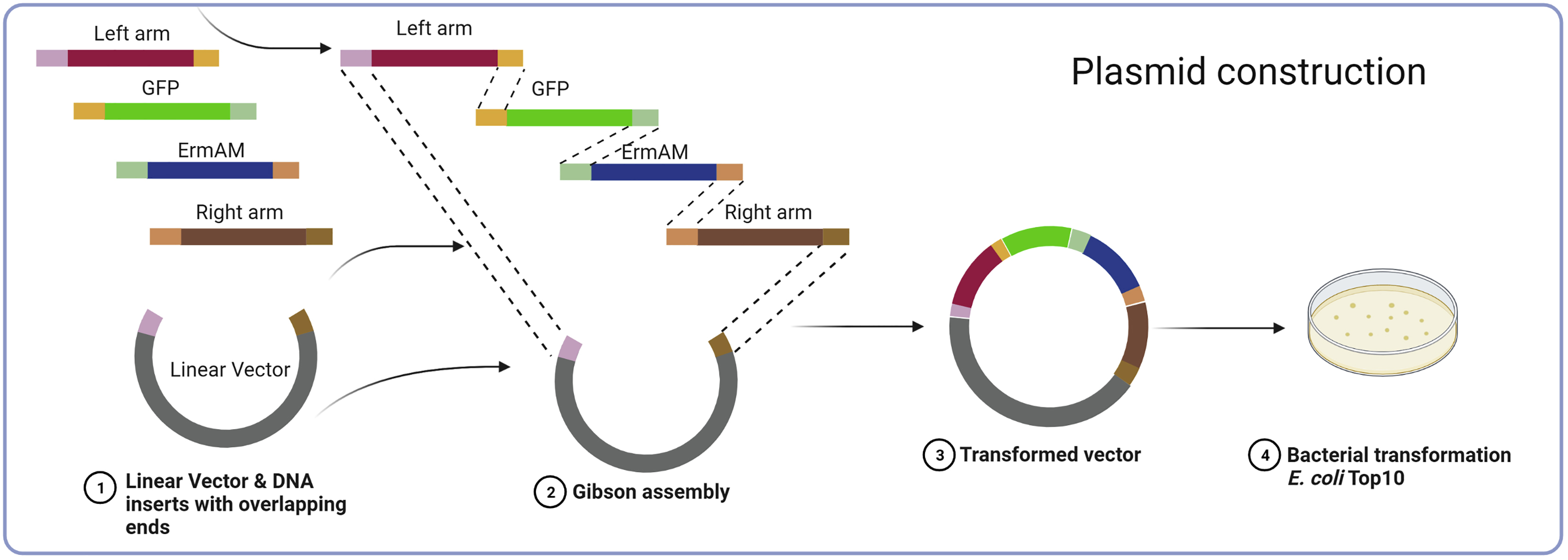 Cell Press: STAR Protocols
