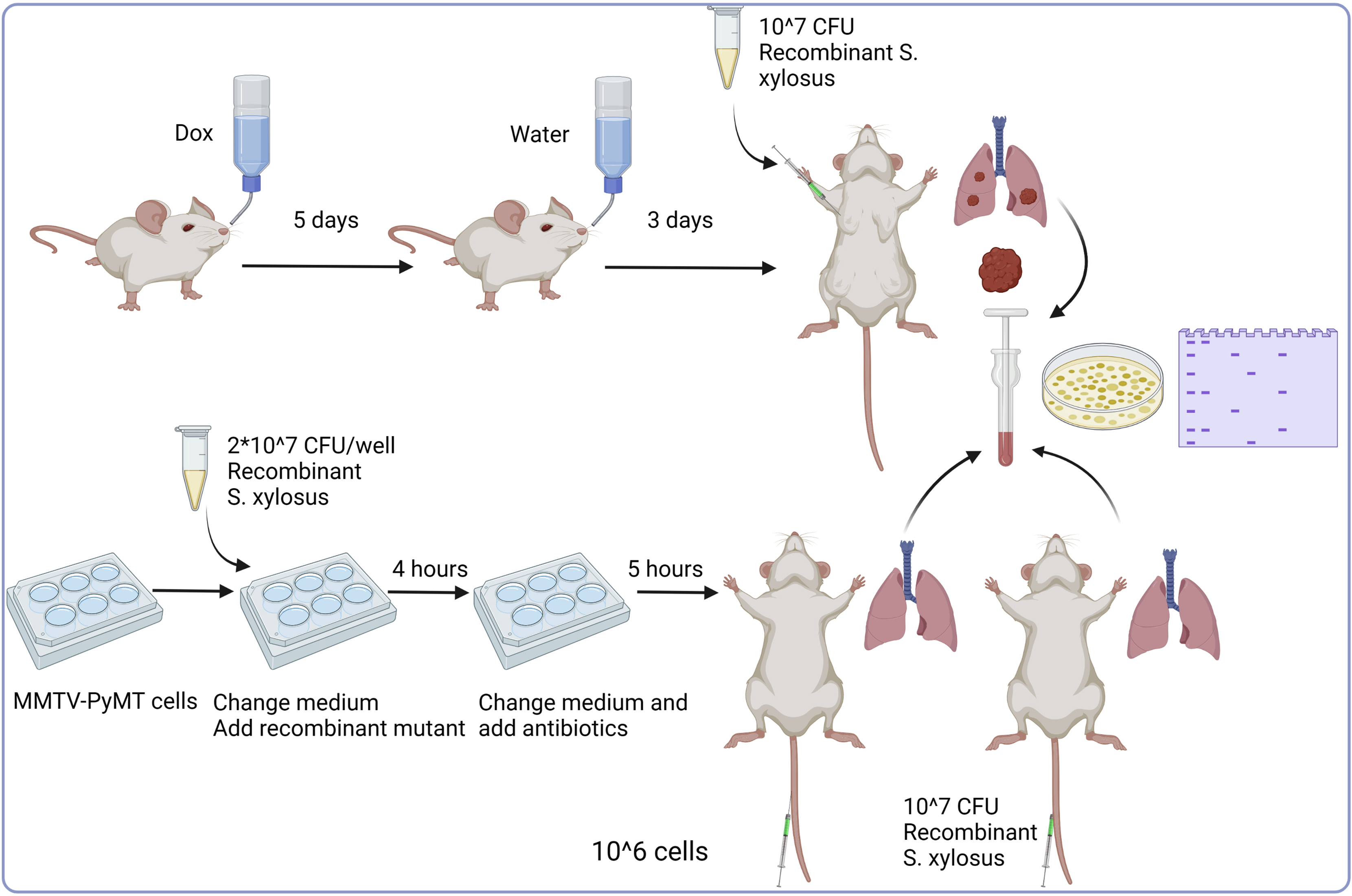 Cell Press: STAR Protocols