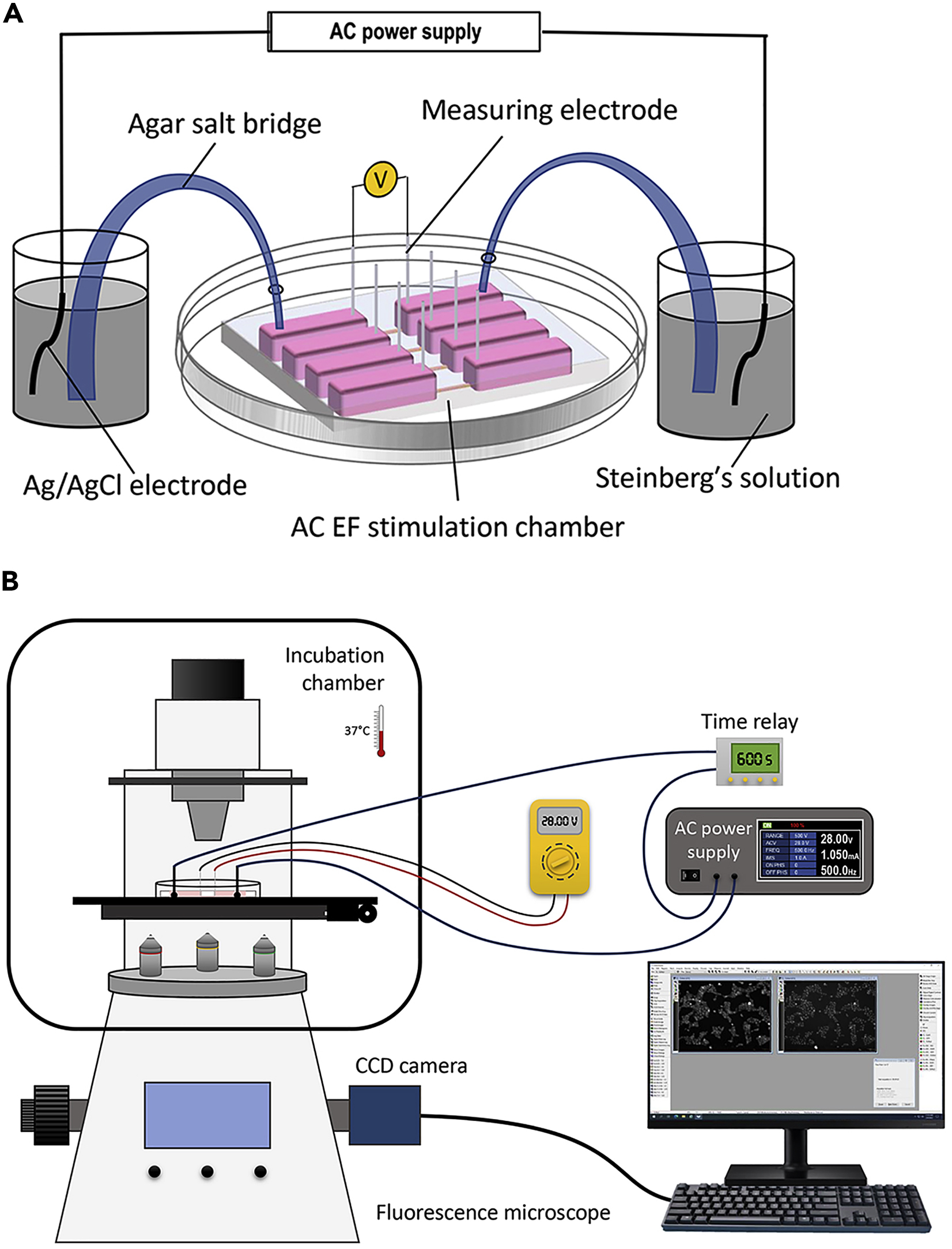 Cell Press: STAR Protocols