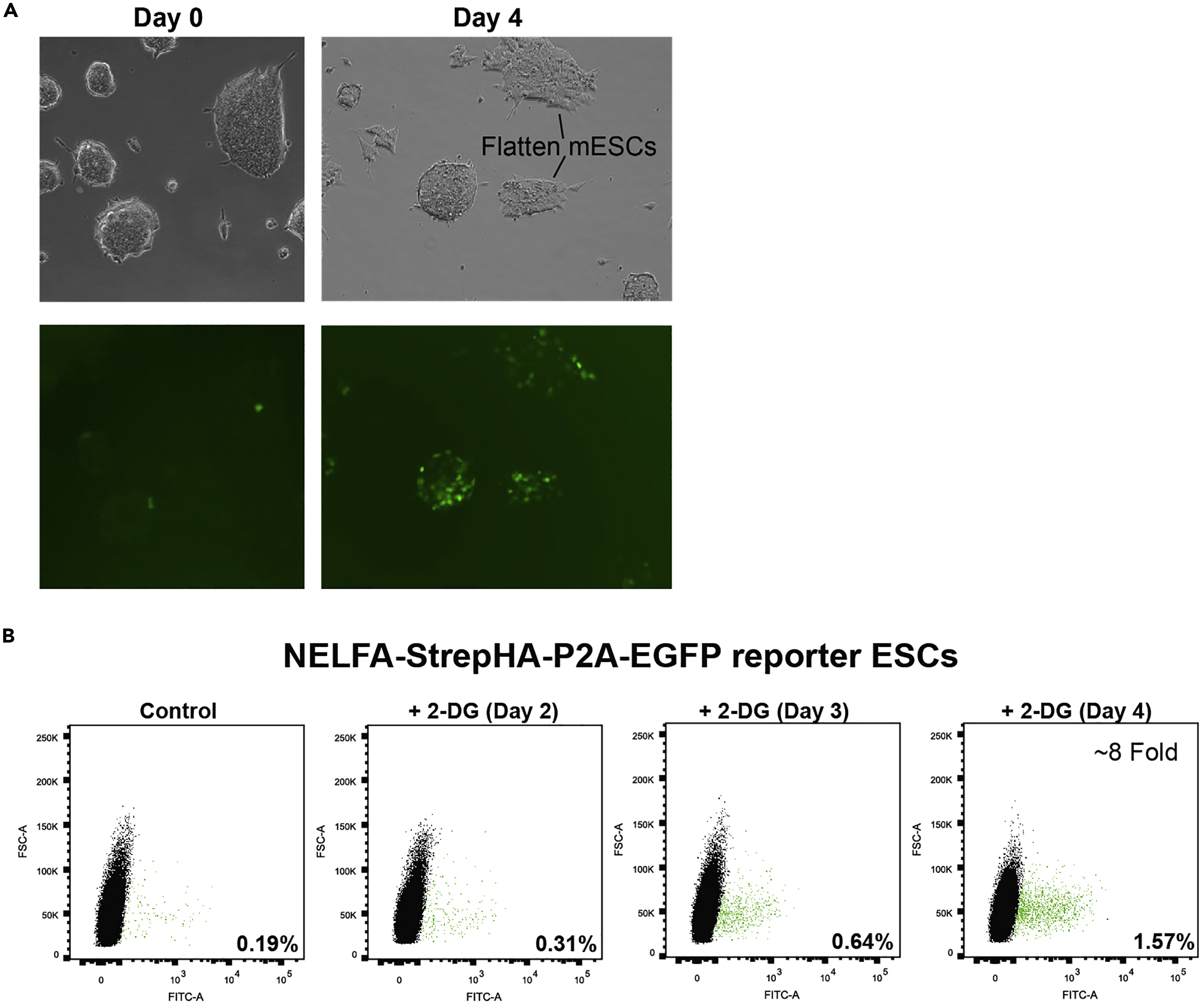 Cell Press: STAR Protocols