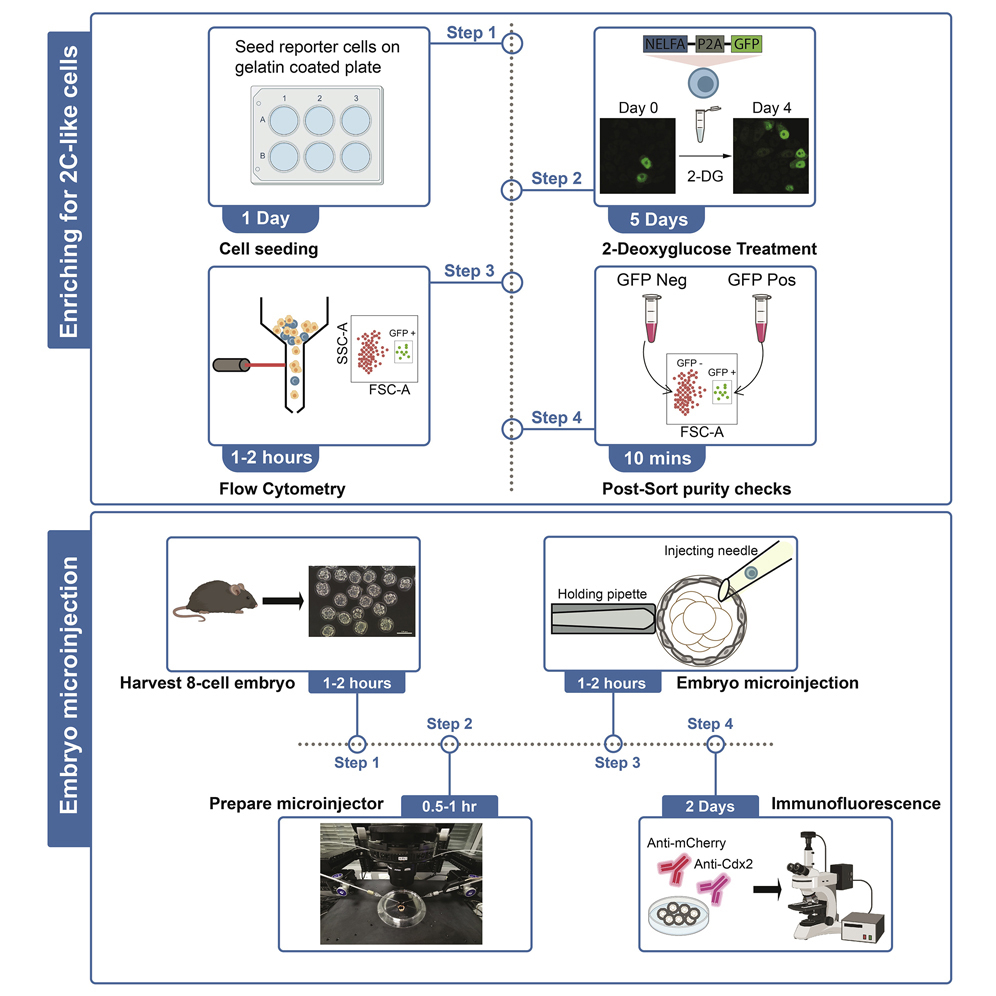 Cell Press: STAR Protocols
