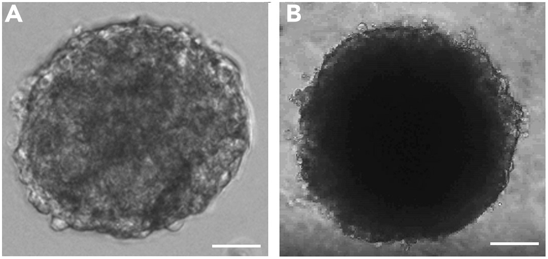 Cell Press: STAR Protocols